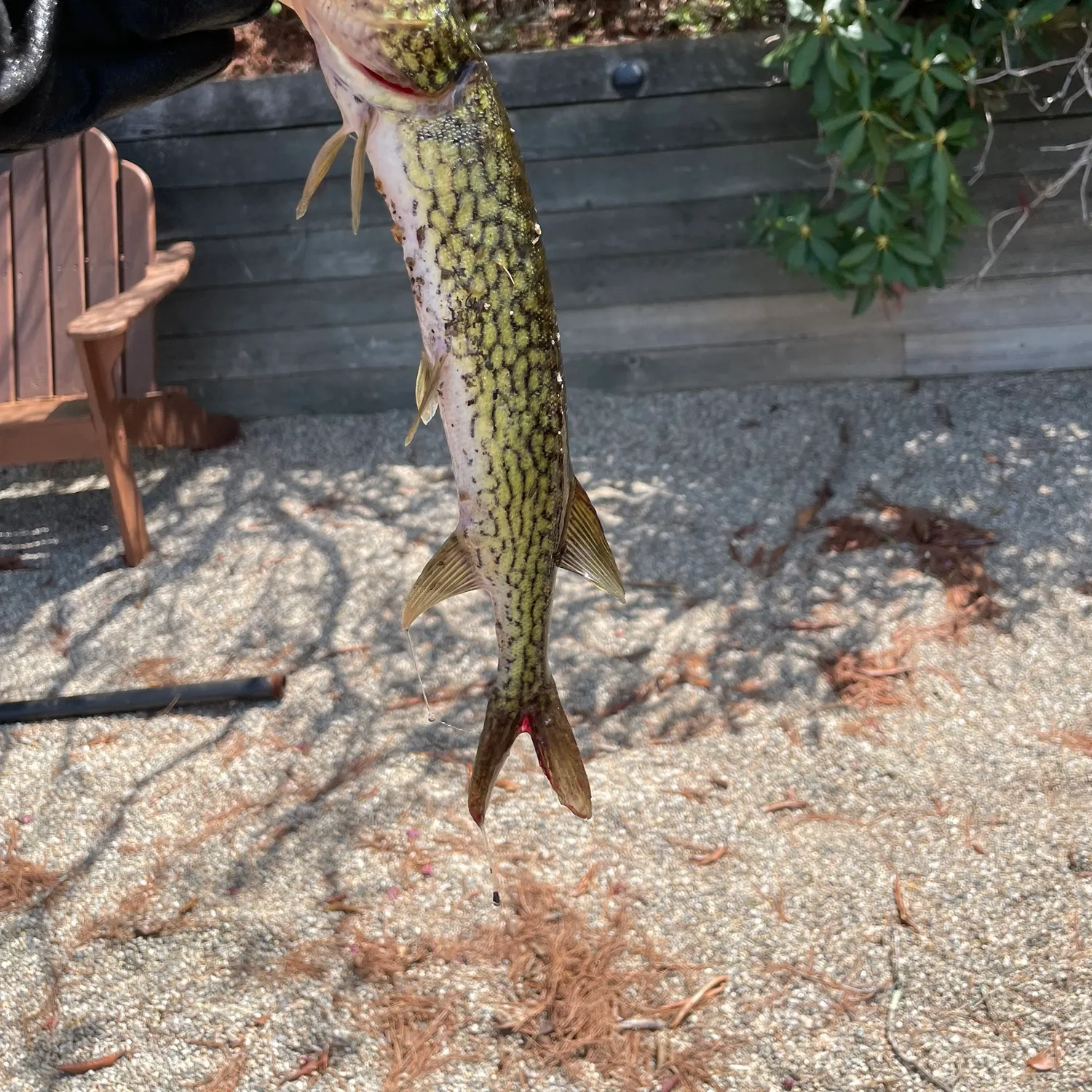 Fishing for Chain pickerel near you