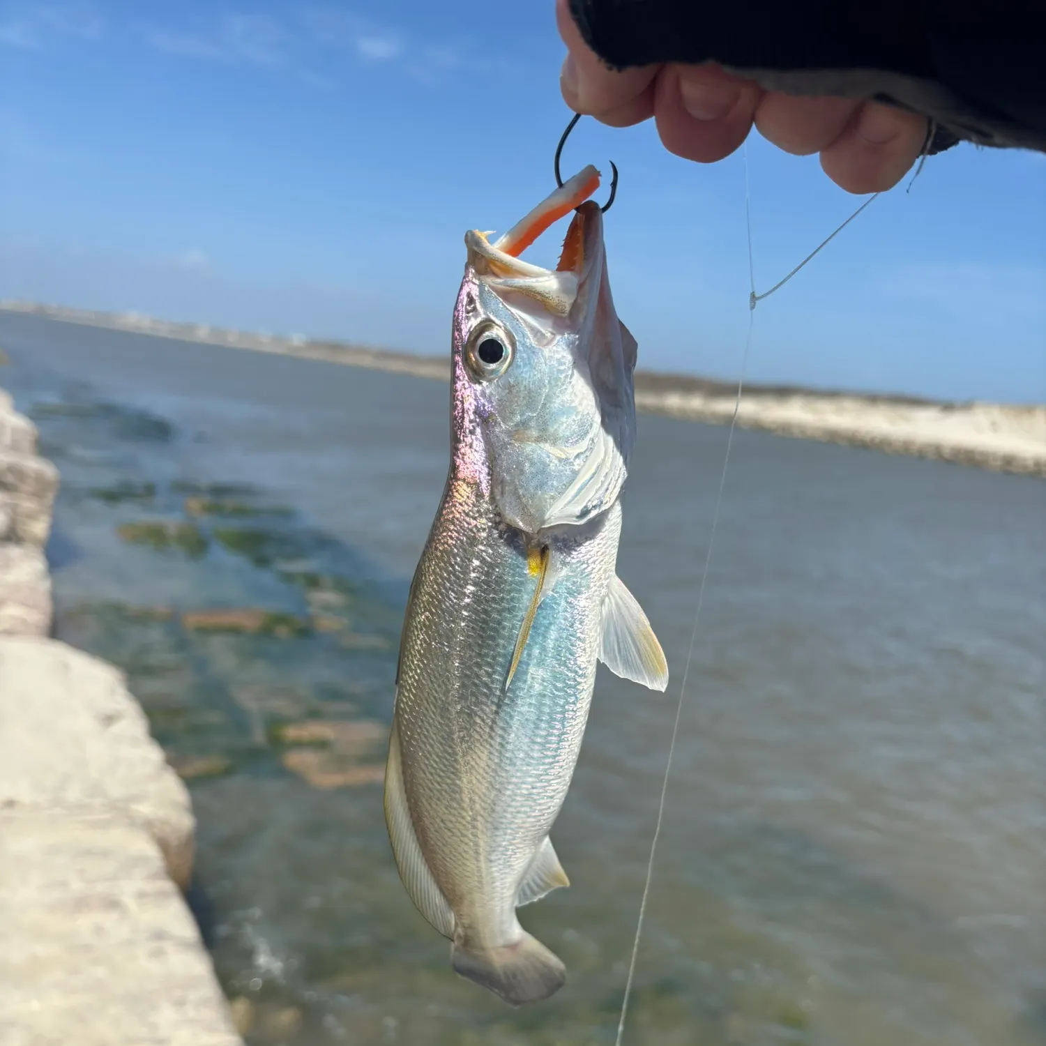ᐅ Packery Channel fishing reports🎣• Corpus Christi, TX (United States ...