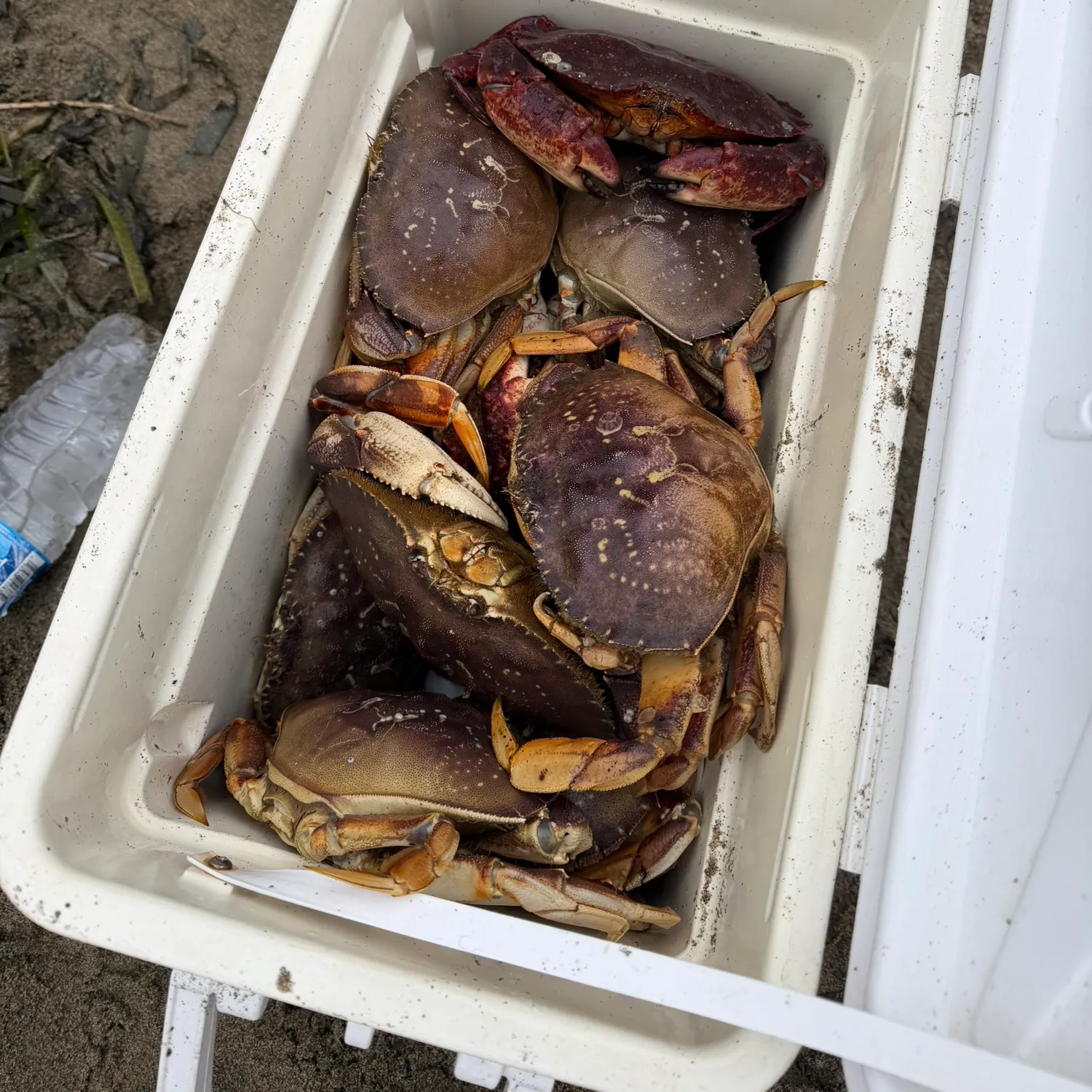 ᐅ Tomales Bay fishing reports🎣• Petaluma, CA (United States) fishing
