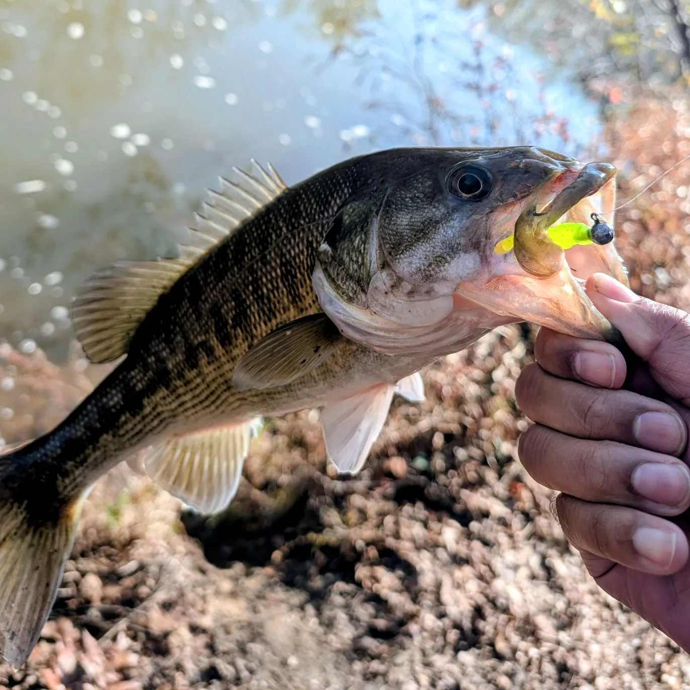 Fishing in Atlanta, GA (United States) ️️️️ Find Spots, Species & Tips