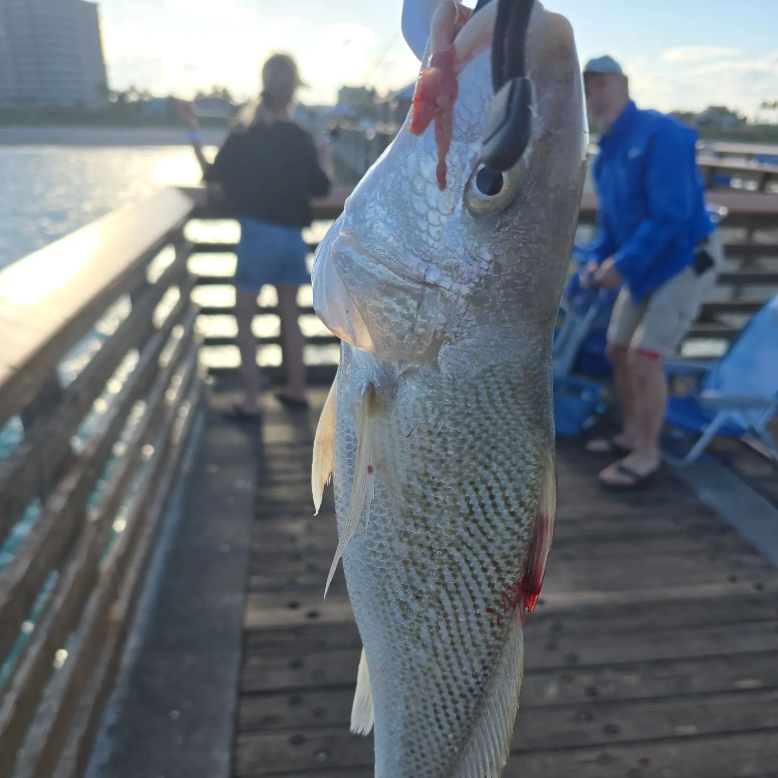 ᐅ Juno Beach Pier fishing reports🎣• Jupiter, FL (United States) fishing