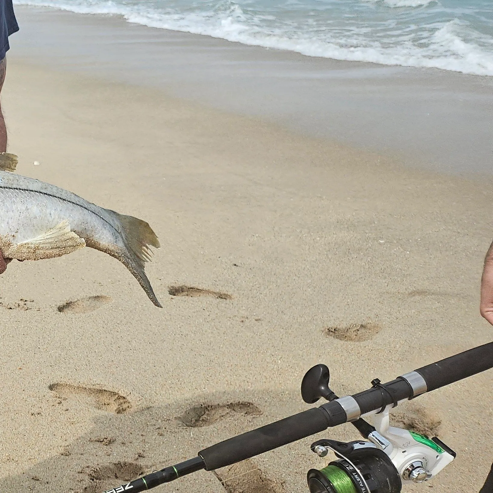 ᐅ Sebastian Inlet fishing reports🎣• Sebastian, FL (United States) fishing