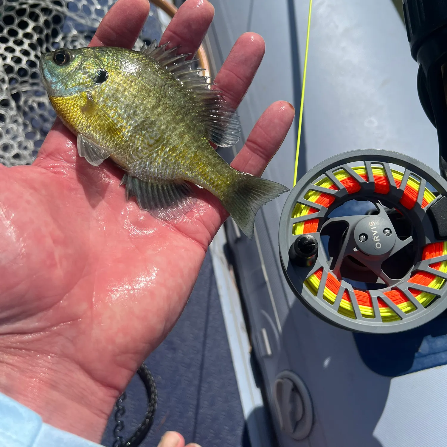 Fishing in Pittsburgh, PA (United States) ️️️️ Find Spots, Species & Tips