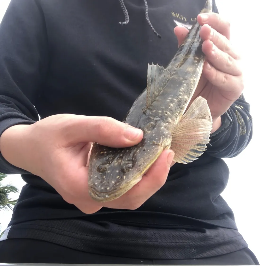 ᐅ Maroochy River fishing reports🎣• Queensland, Australia fishing