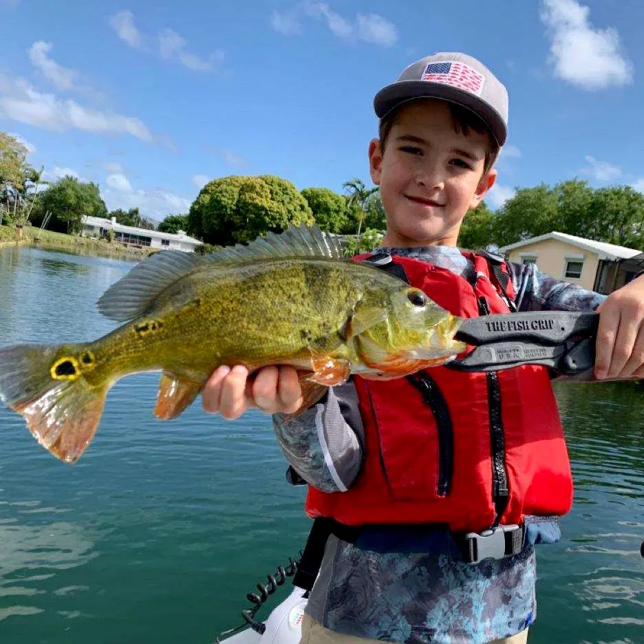 Fishing for Butterfly peacock bass near you