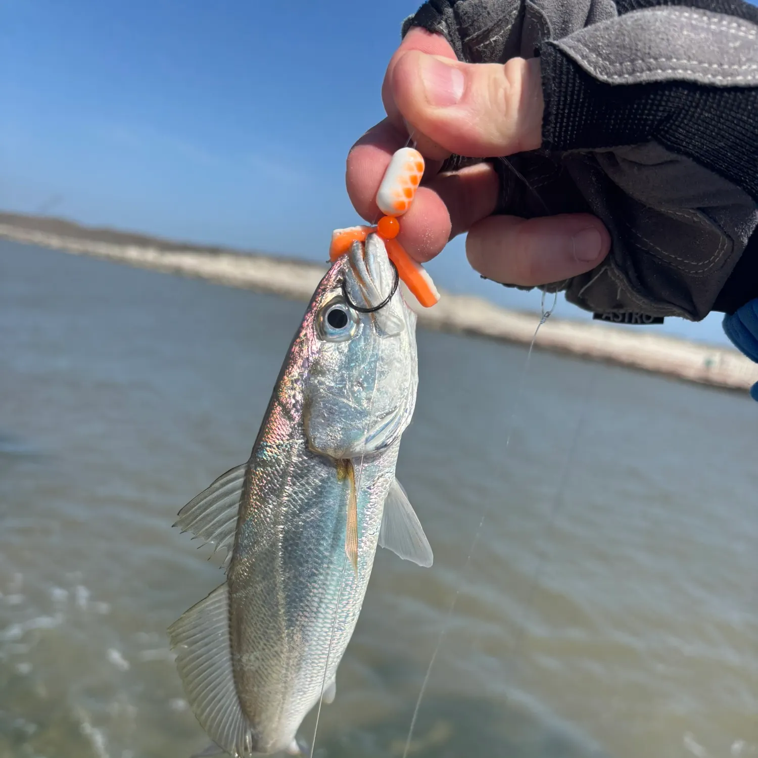 ᐅ Packery Channel fishing reports🎣• Corpus Christi, TX (United States ...