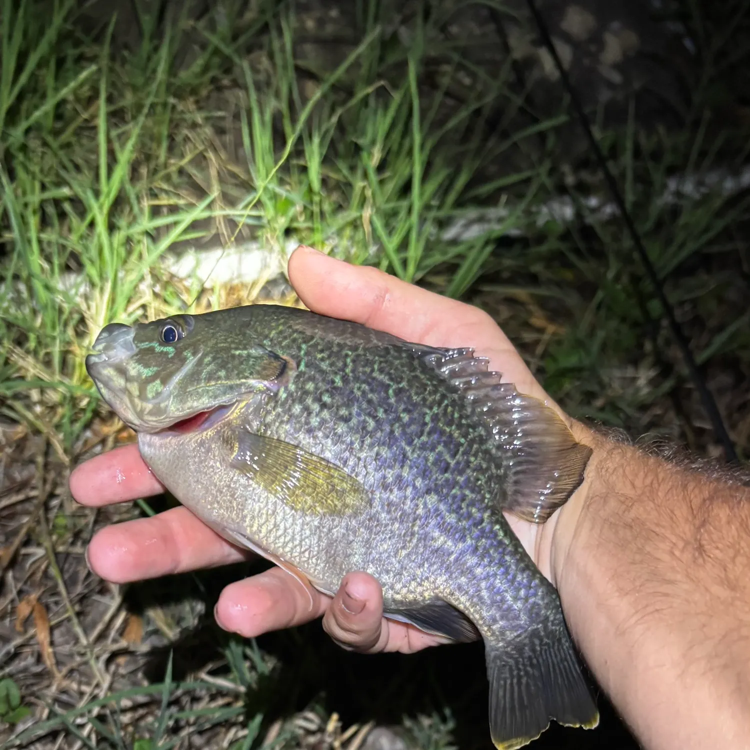Fishing in Wichita, KS (United States) ️️️️ Find Spots, Species & Tips