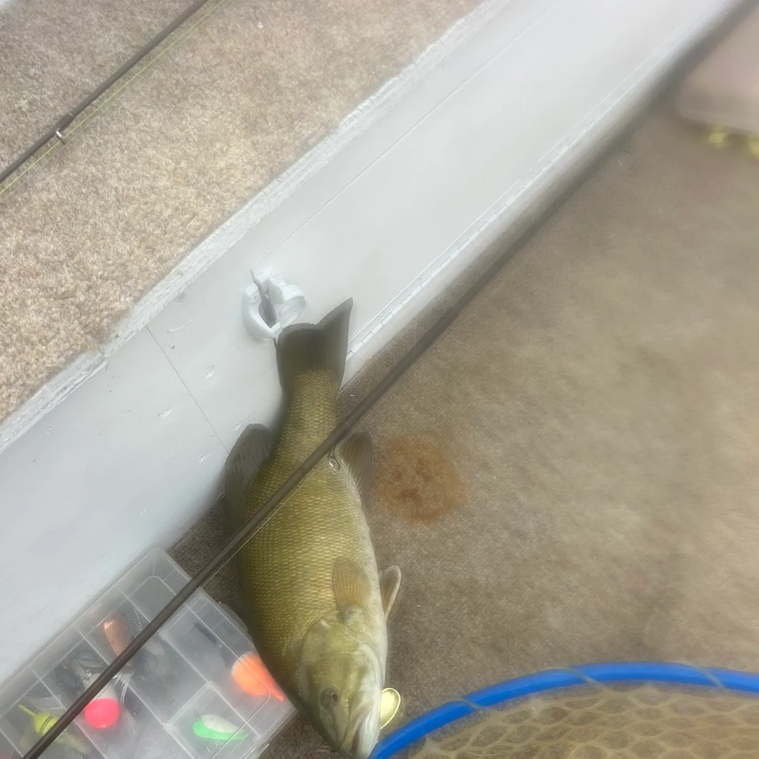 ᐅ Chagrin River fishing reports🎣• Mayfield Heights, OH (United States ...