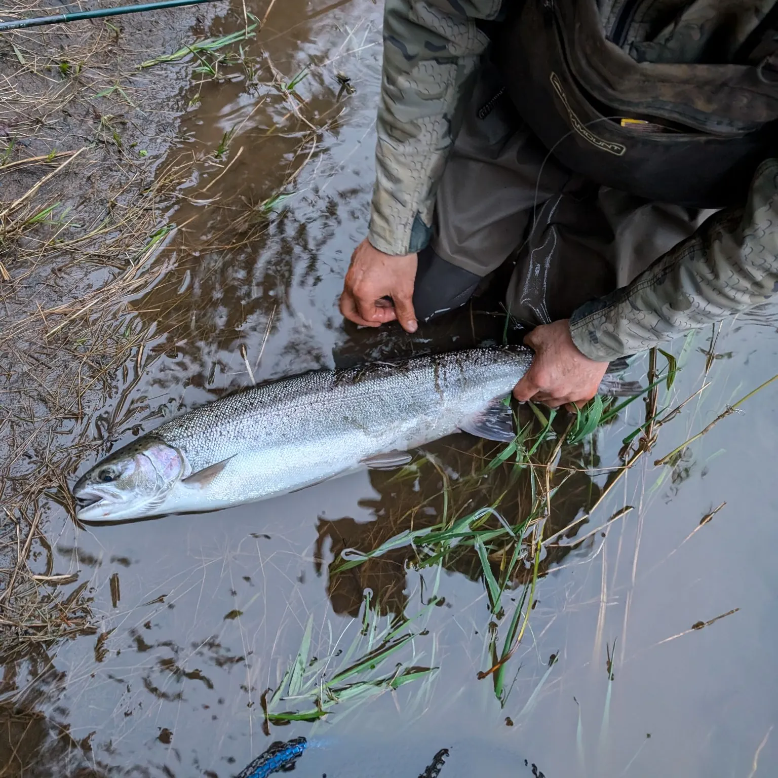 ᐅ Cowlitz River fishing reports🎣• Longview, WA (United States) fishing