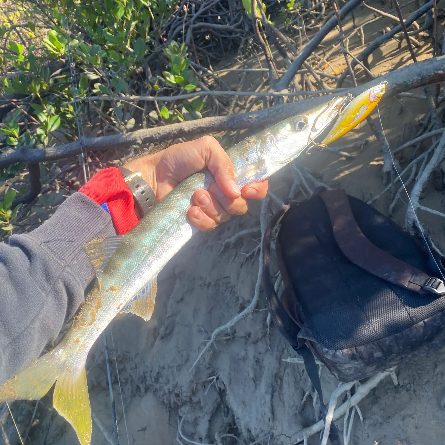 Fishing in Mackay (Australia) ️️️️ Find Spots, Species & Tips