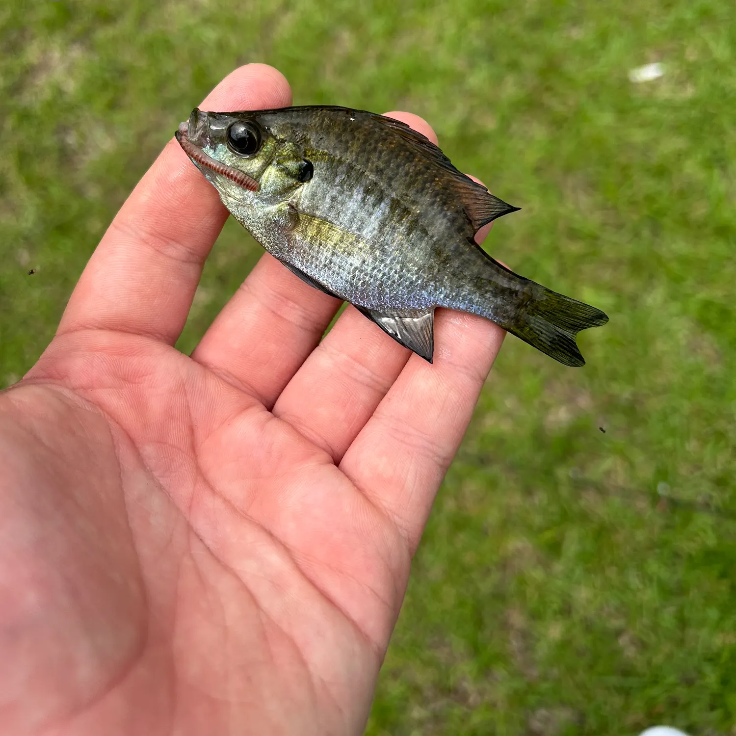 Fishing in Augusta, GA (United States) ️️️️ Find Spots, Species & Tips