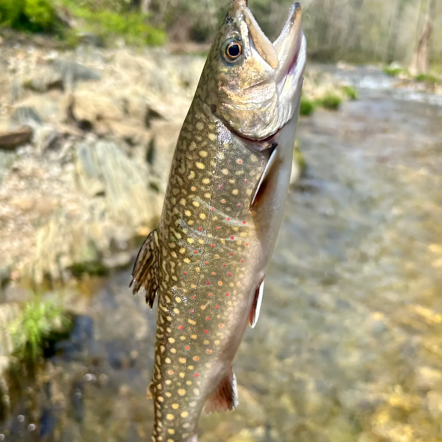 Fishing in Boone, NC (United States) ️️️️ Find Spots, Species & Tips