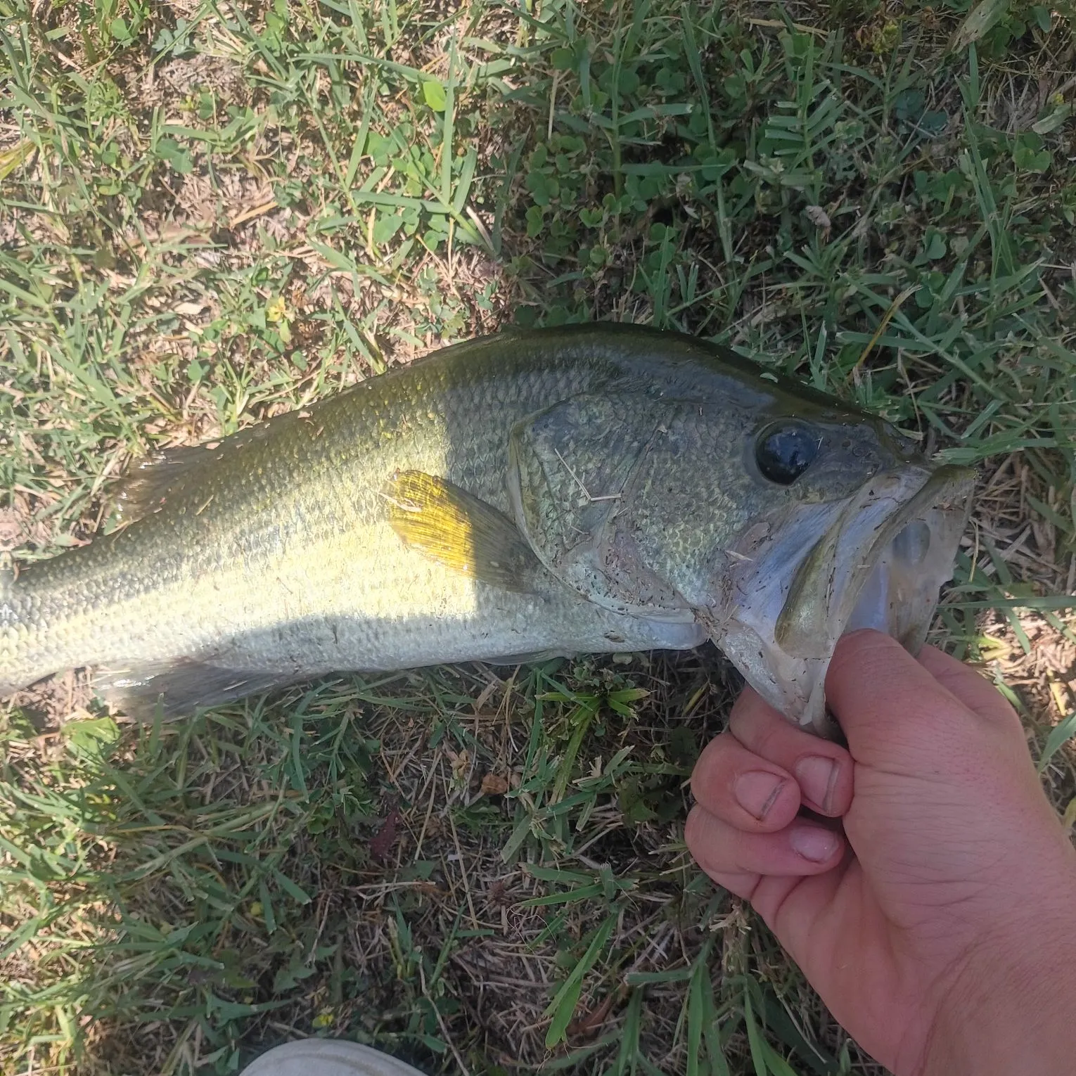 Fishing in Tulsa, OK (United States) ️️️️ Find Spots, Species & Tips