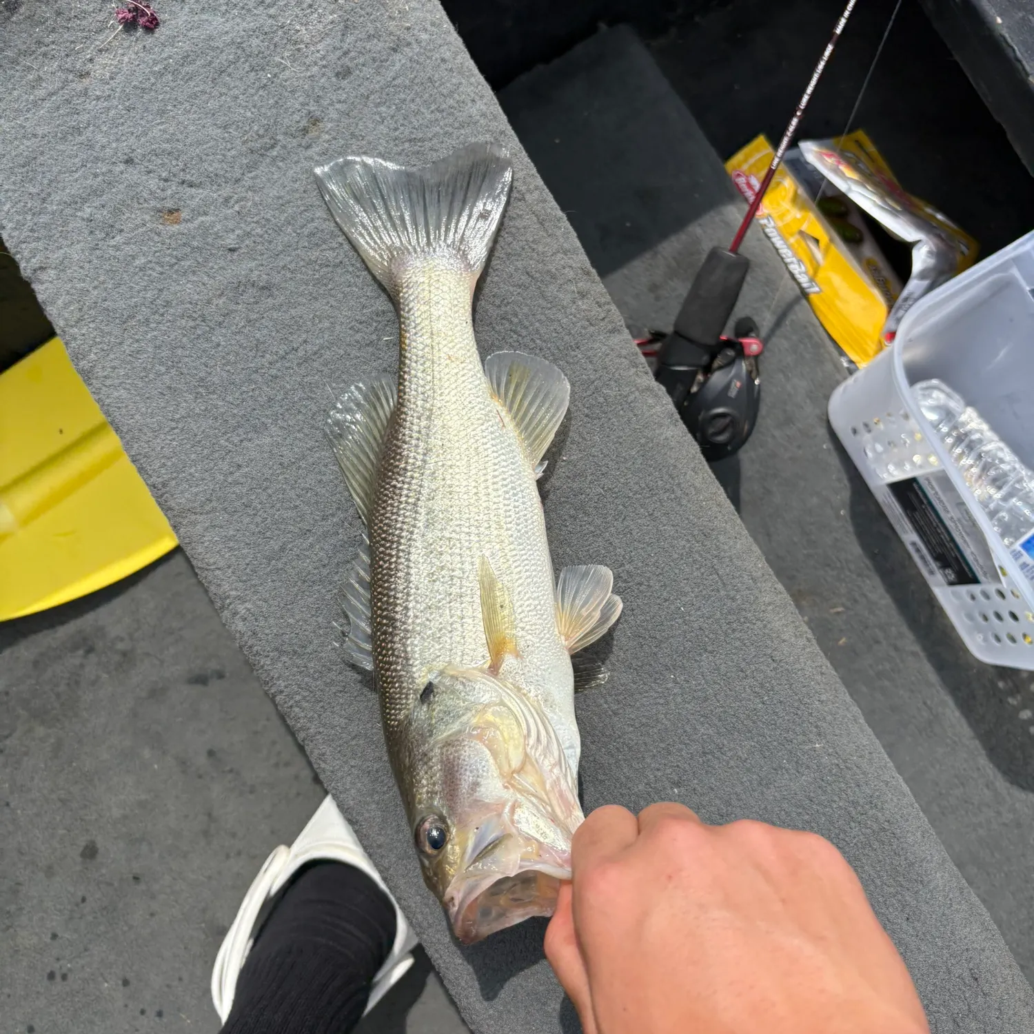 Fishing in Augusta, GA (United States) ️️️️ Find Spots, Species & Tips