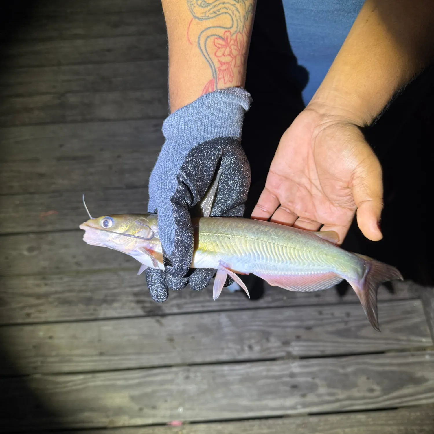 Fishing in Raleigh, NC (United States) ️️️️ Find Spots, Species & Tips