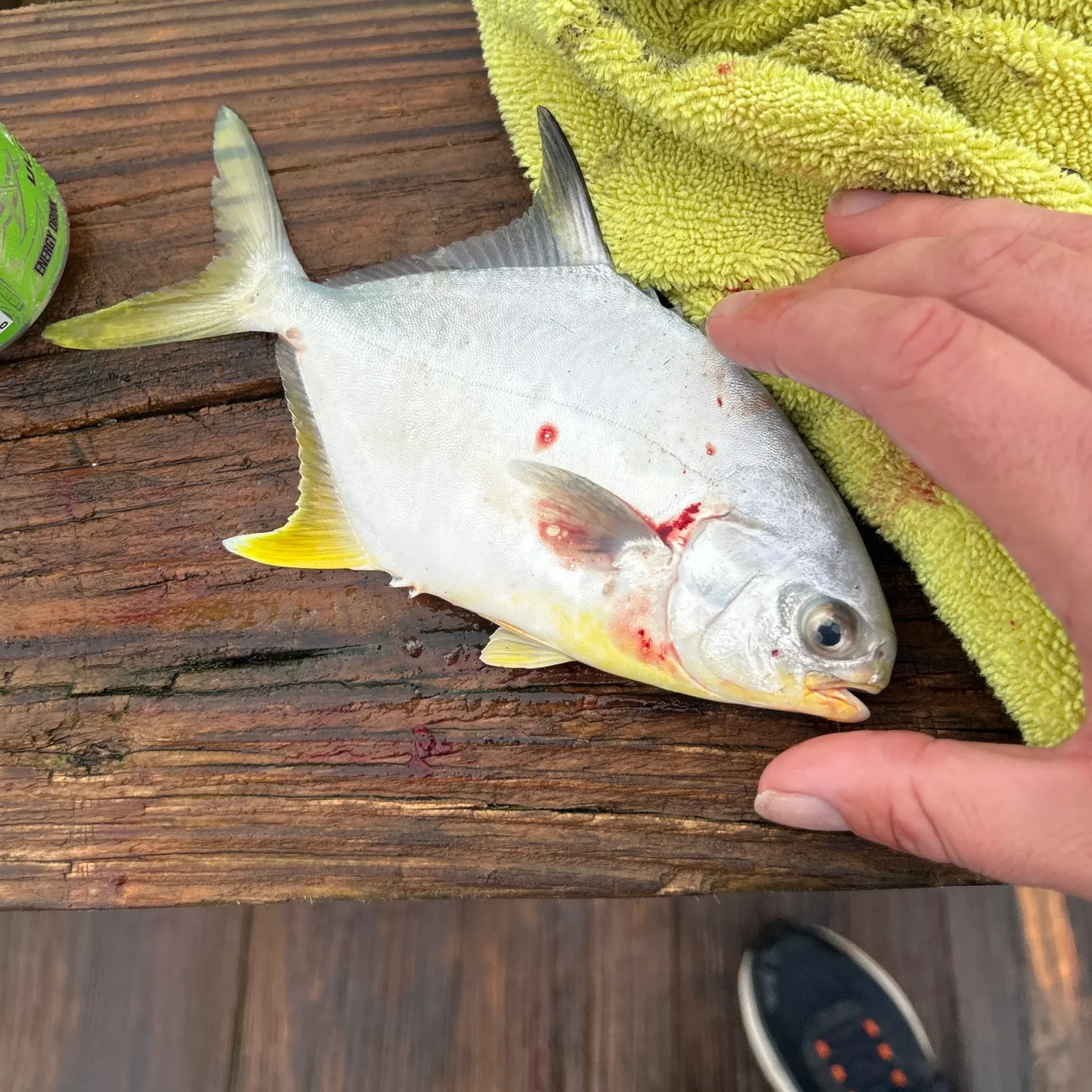 ᐅ Apache Pier fishing reports🎣• North Myrtle Beach, SC (United States ...
