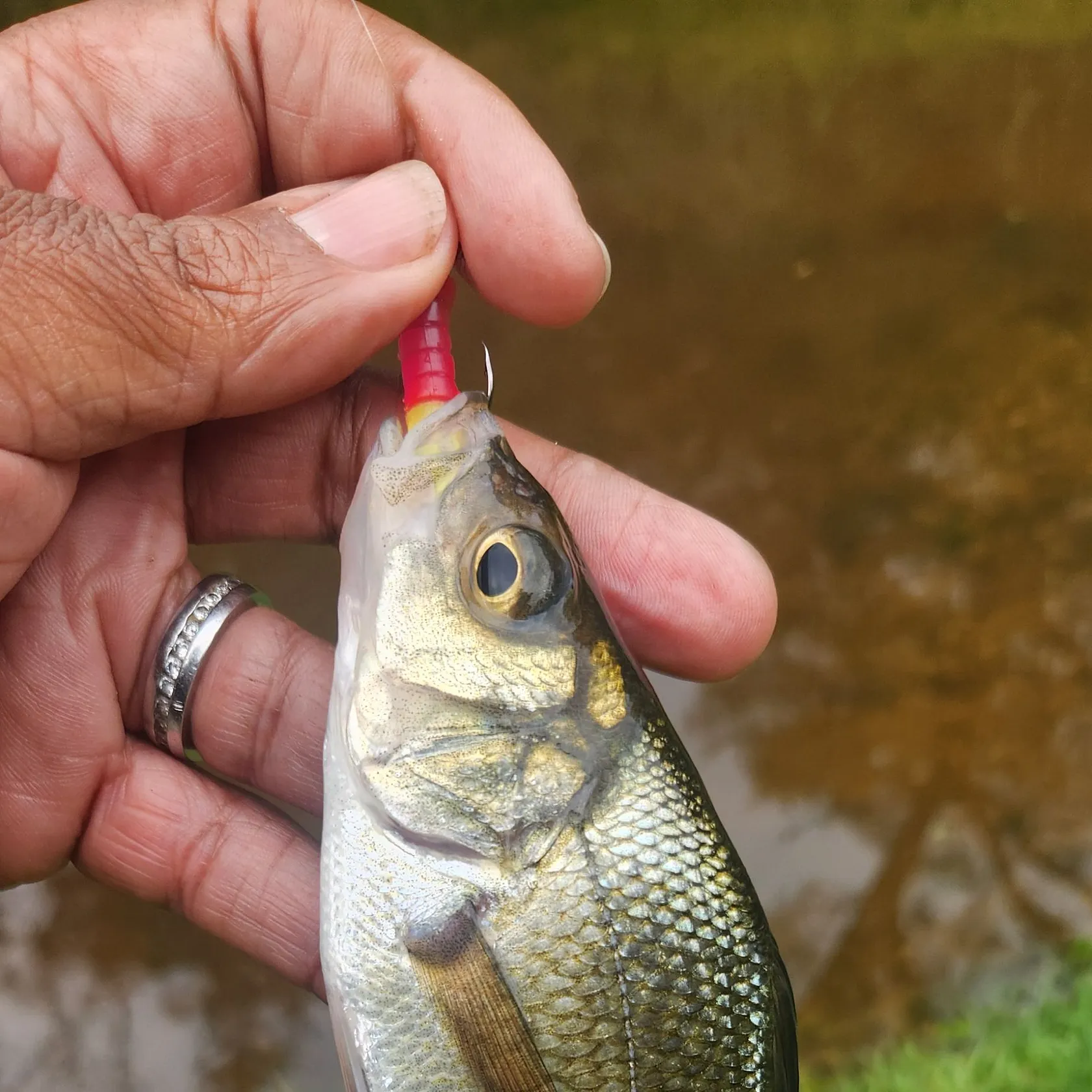 ᐅ LaDue Reservoir fishing reports🎣• Aurora, OH (United States) fishing