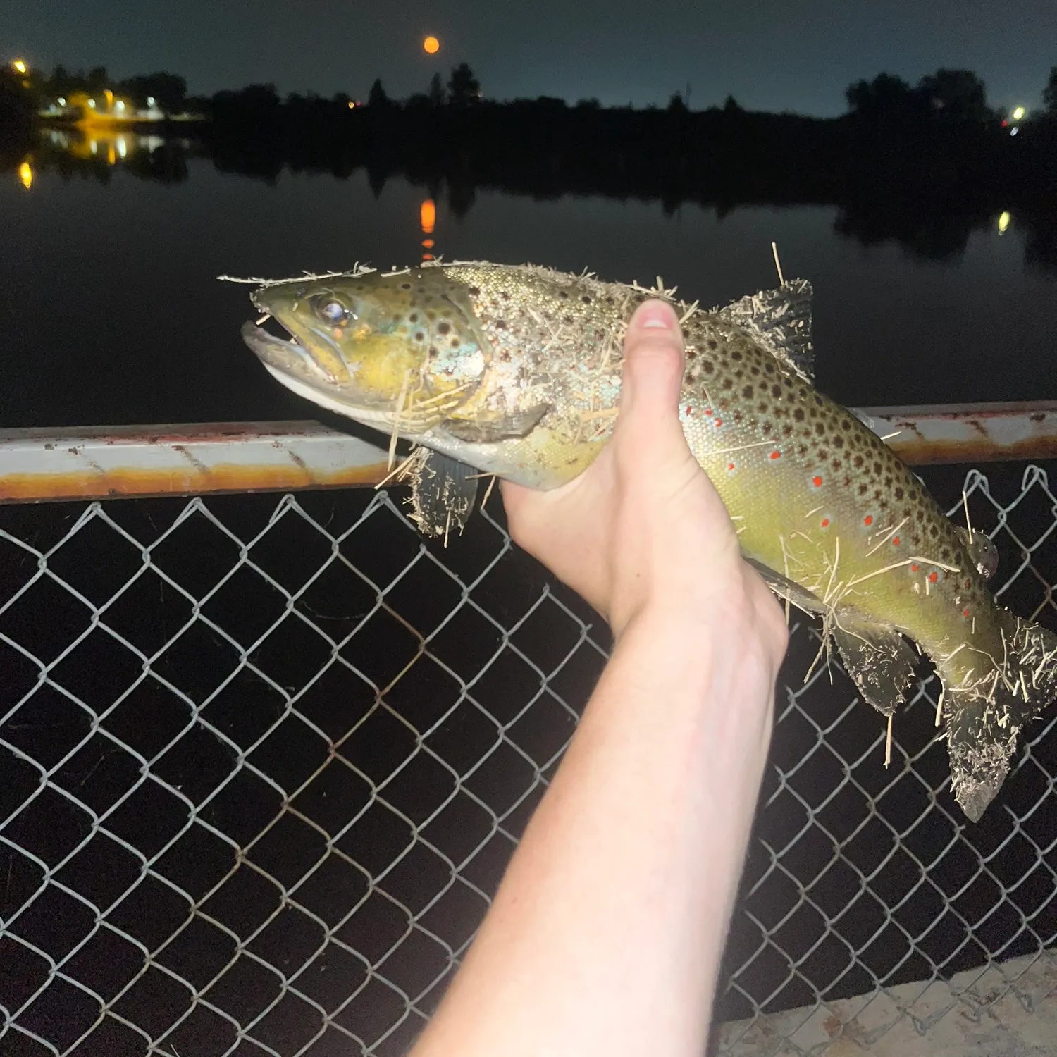 Fishing in Spokane, WA (United States) ️️️️ Find Spots, Species & Tips