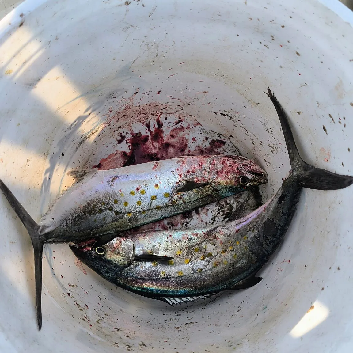 ᐅ Sandbridge Fishing Pier fishing reports🎣• Virginia Beach, VA (United ...