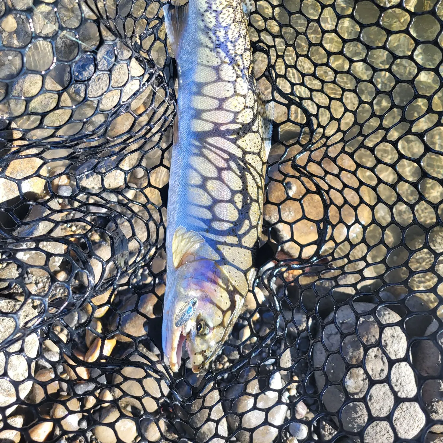 ᐅ Elbow River fishing reports🎣• Alberta, Canada fishing