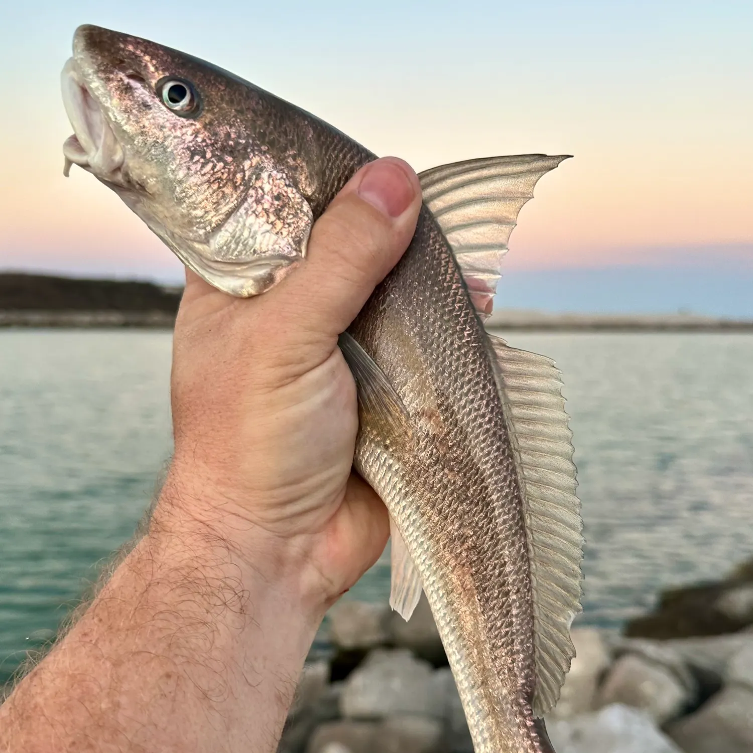 ᐅ Packery Channel fishing reports🎣• Corpus Christi, TX (United States ...