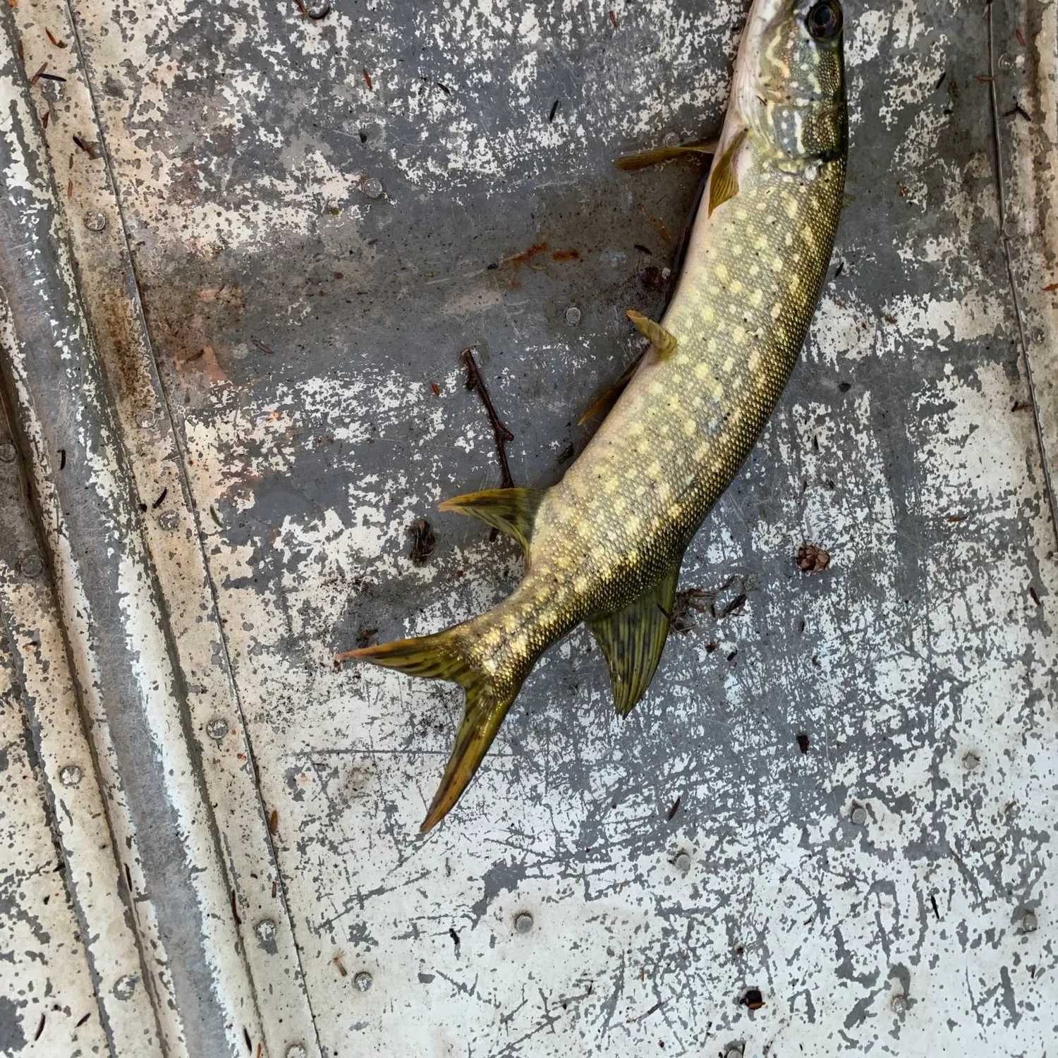 ᐅ Ground Hemlock Lake fishing reports🎣• Mole Lake, WI (United States ...