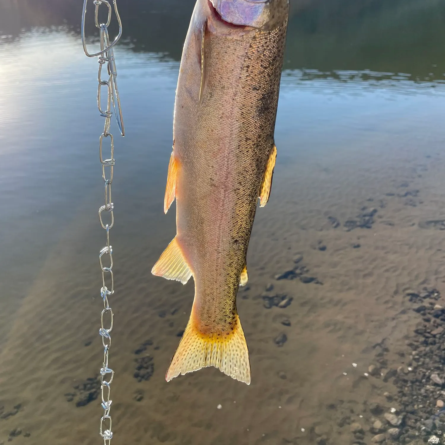 ᐅ Ririe Reservoir fishing reports🎣• Ammon, ID (United States) fishing