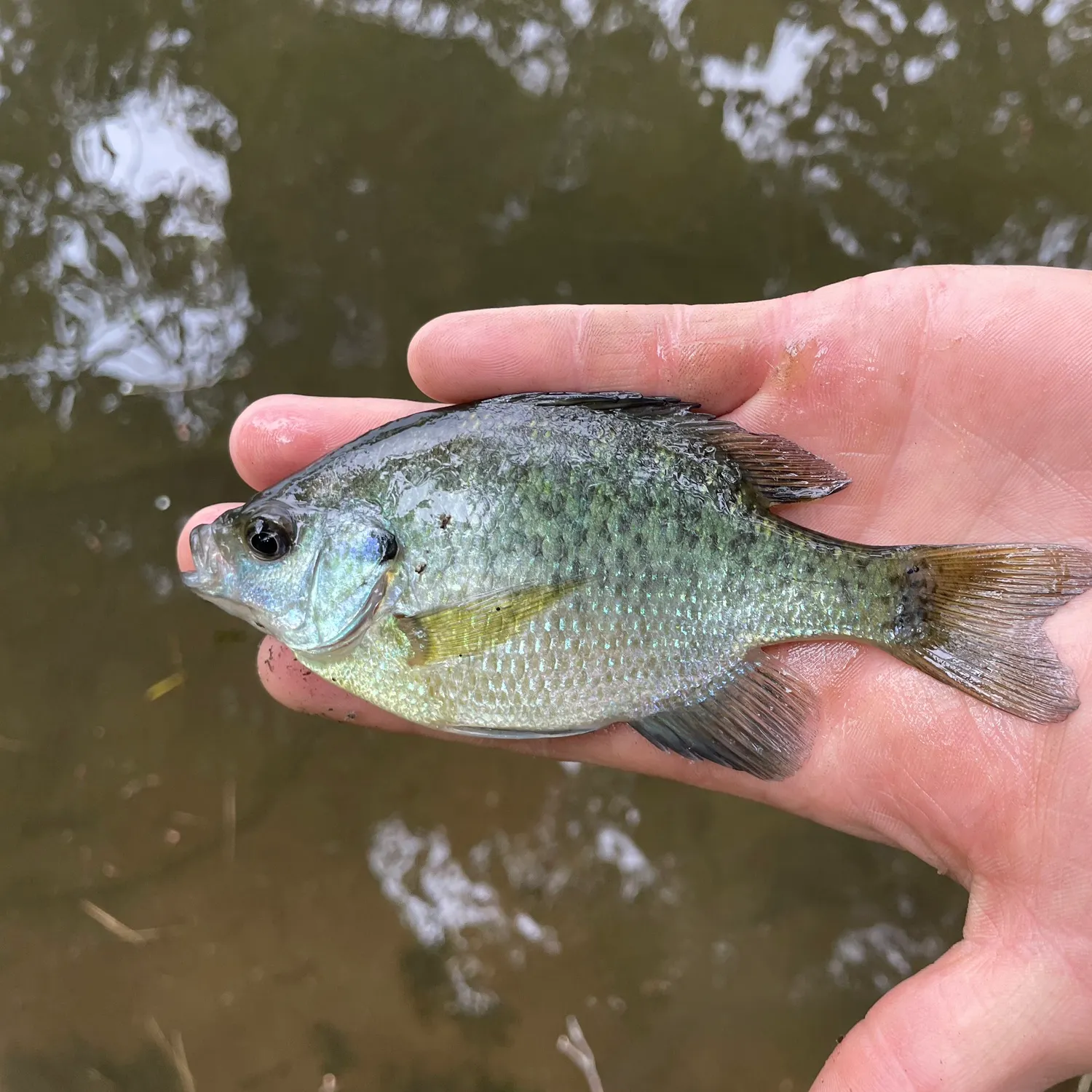 ᐅ Tippy Dam Pond fishing reports🎣• Cadillac, MI (United States) fishing