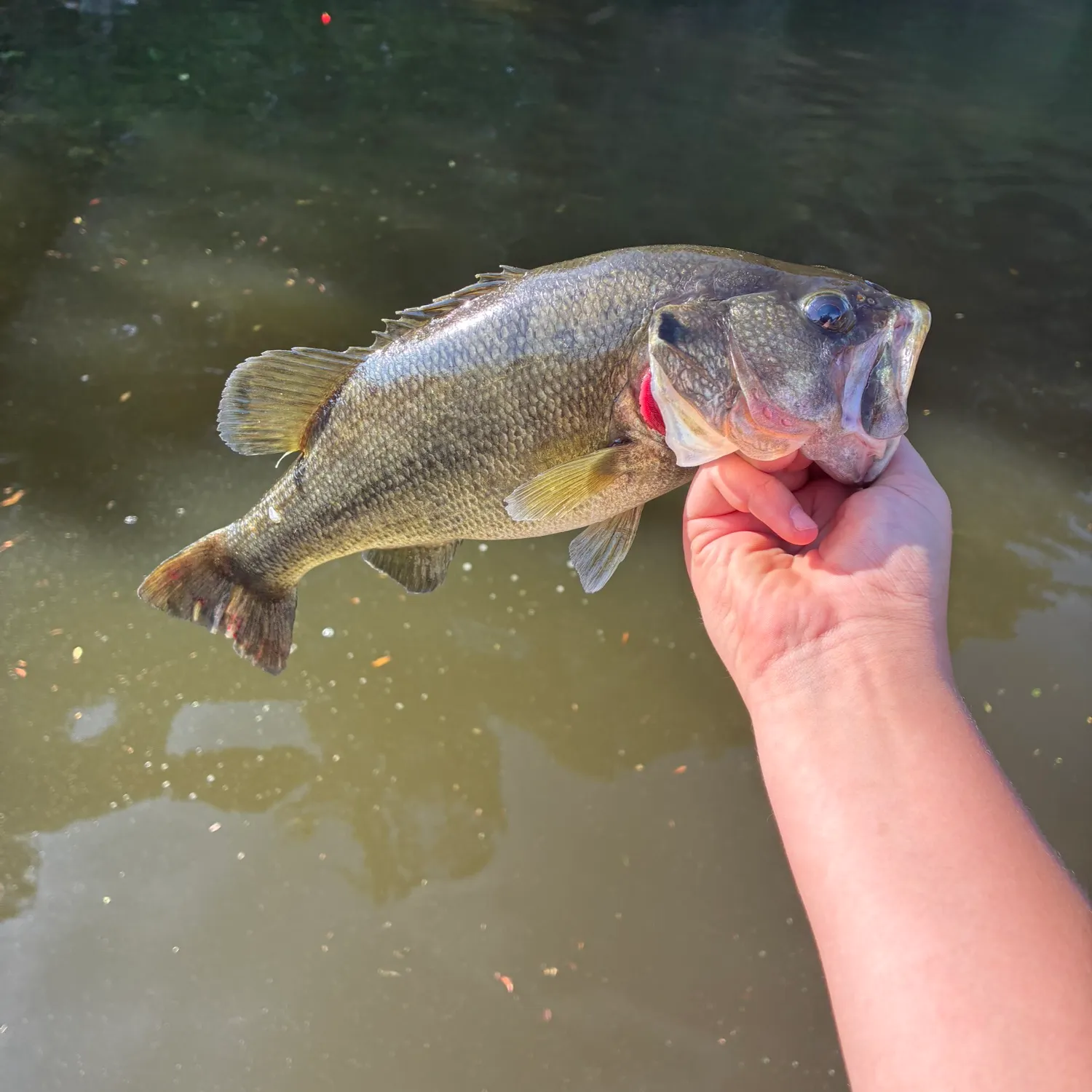 Fishing in Raleigh, NC (United States) ️️️️ Find Spots, Species & Tips