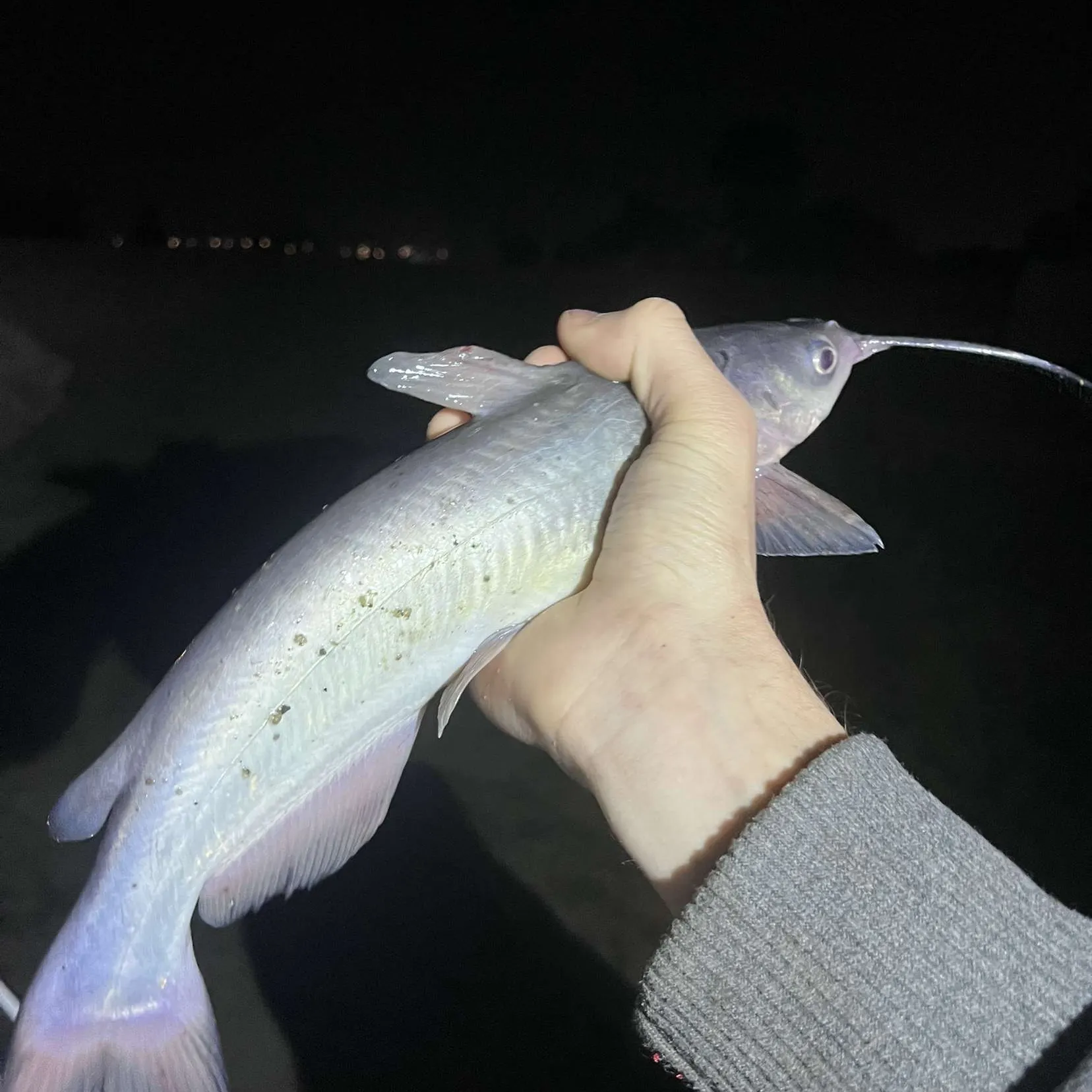 Fishing in Tucson, AZ (United States) ️️️️ Find Spots, Species & Tips