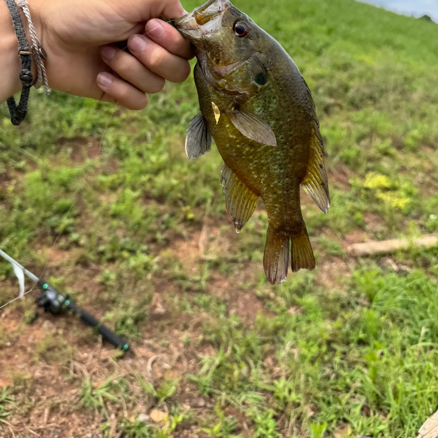 Fishing in Raleigh, NC (United States) ️️️️ Find Spots, Species & Tips