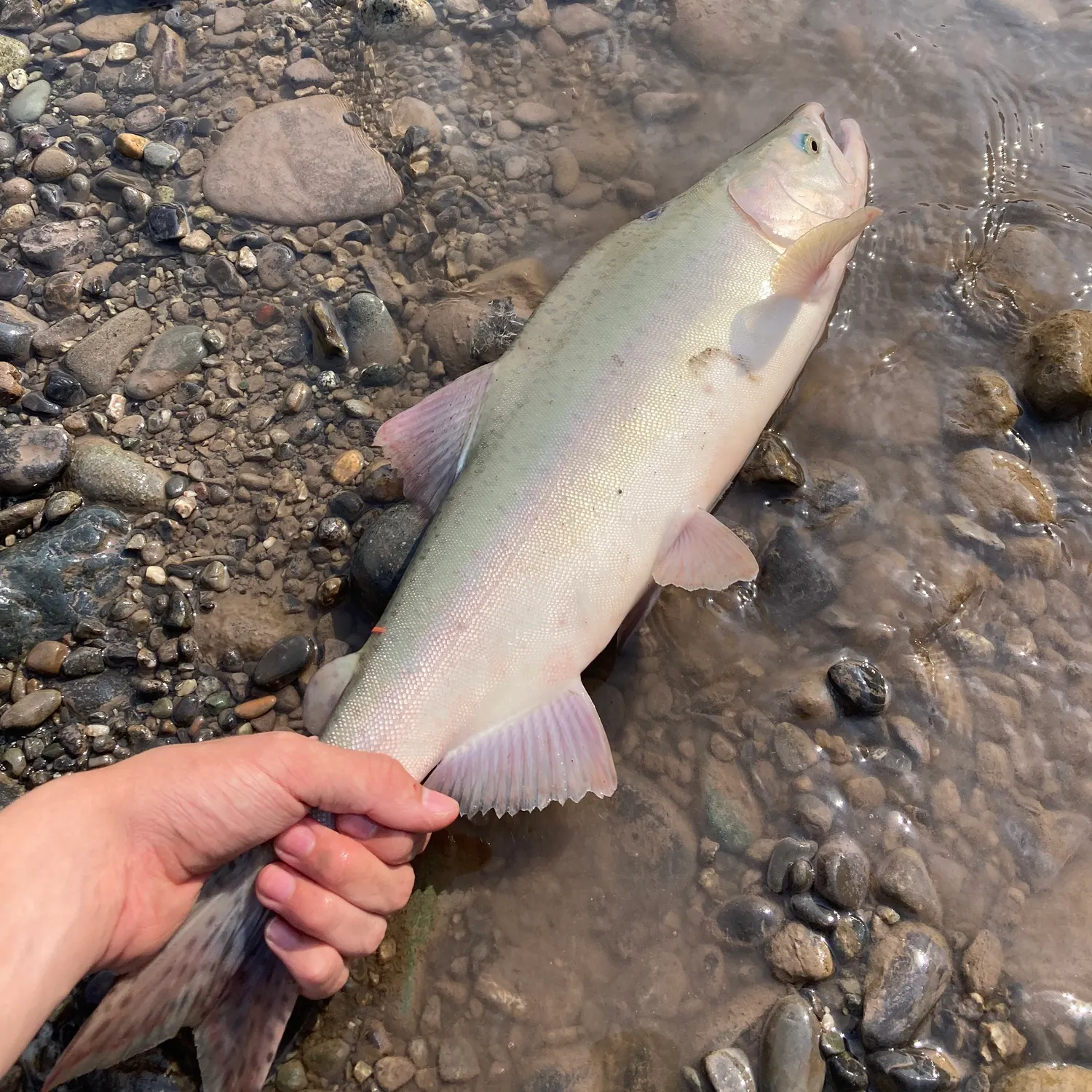 ᐅ Nooksack River fishing reports🎣• Lynden, WA (United States) fishing