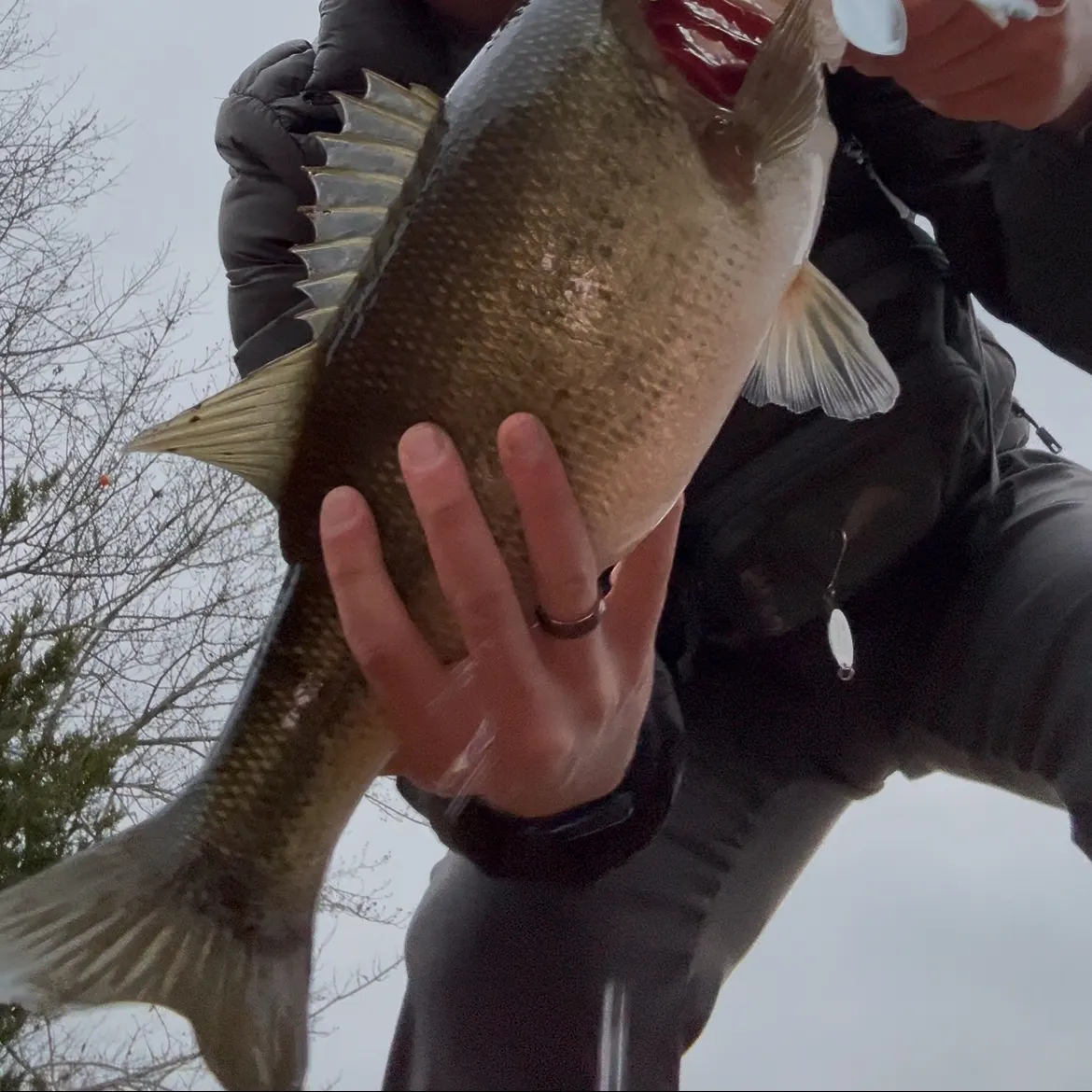 ᐅ Madison County Lake fishing reports🎣• Huntsville, AL (United States ...