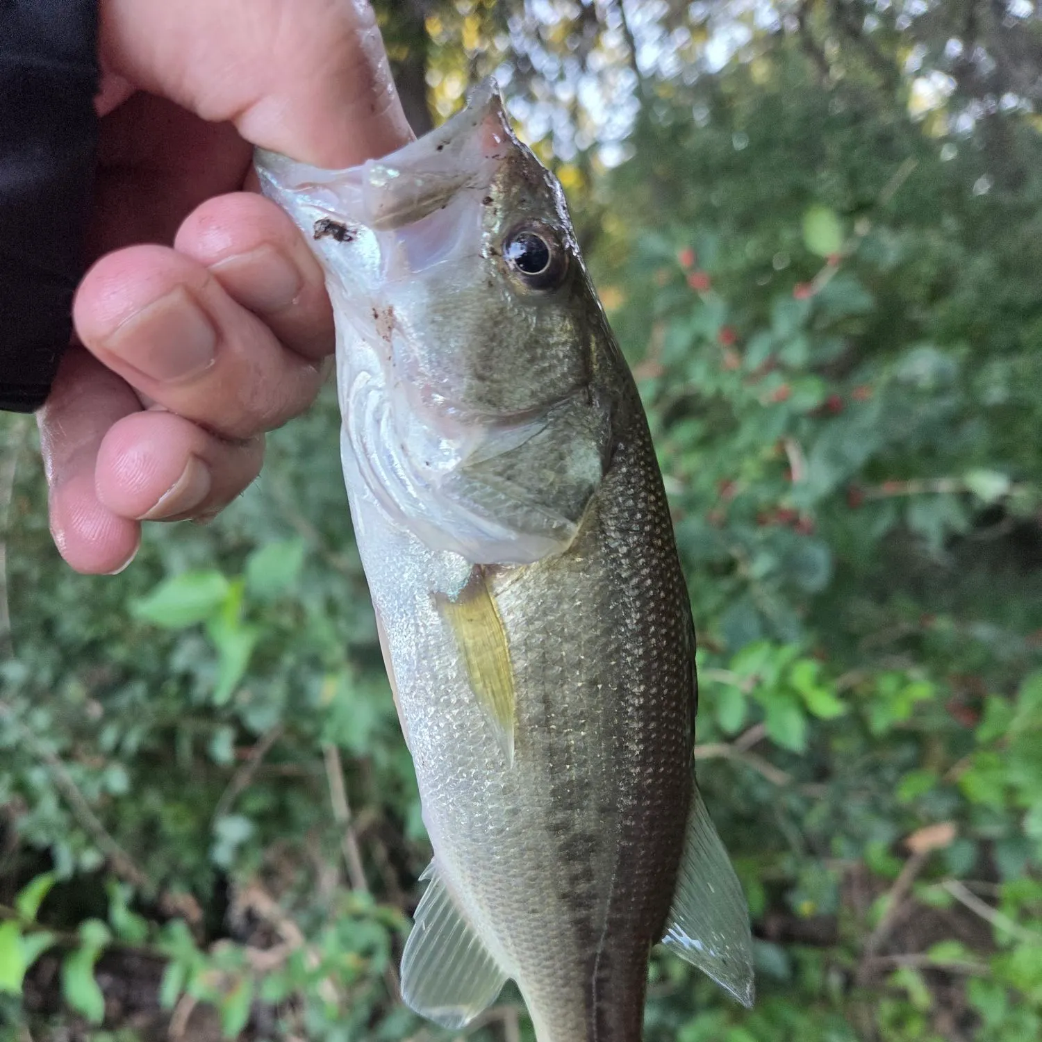 Fishing in Omaha, NE (United States) ️️️️ Find Spots, Species & Tips