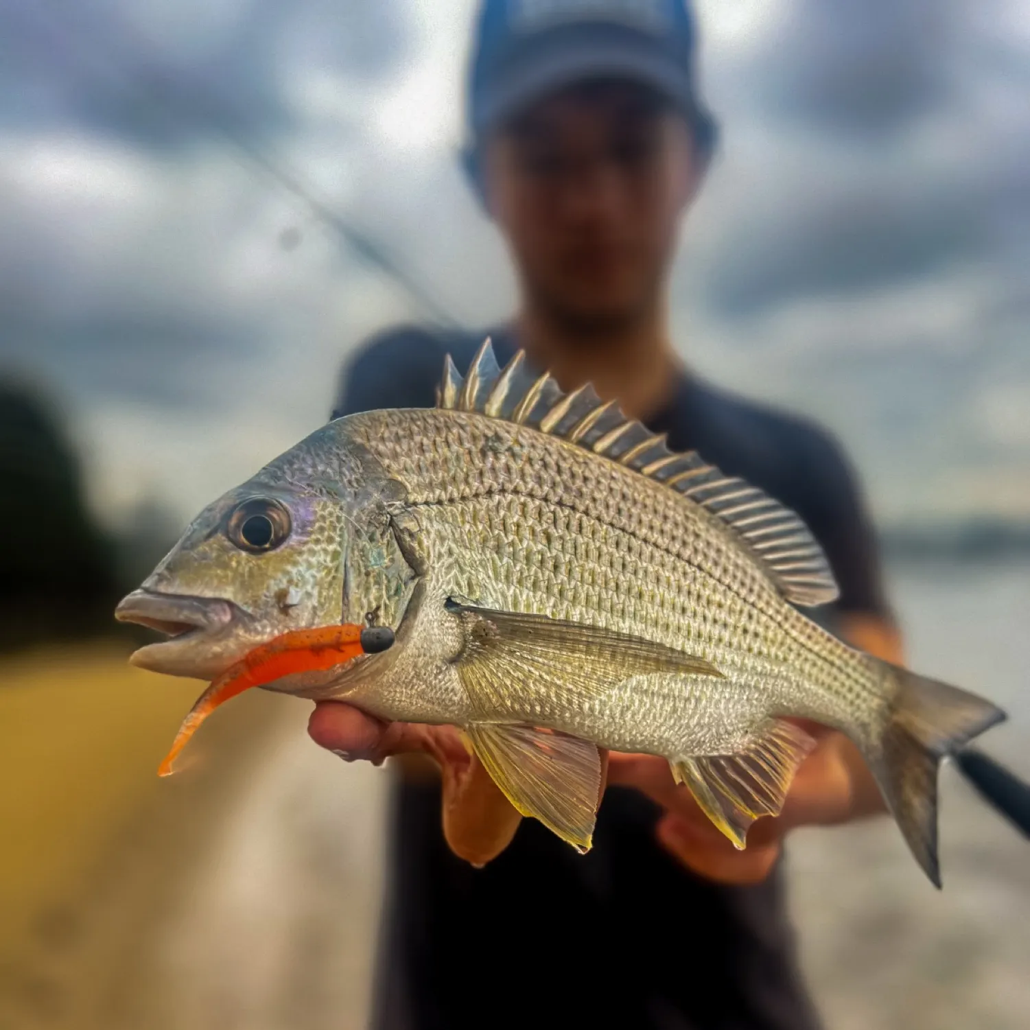 Fishing for Surf bream near you