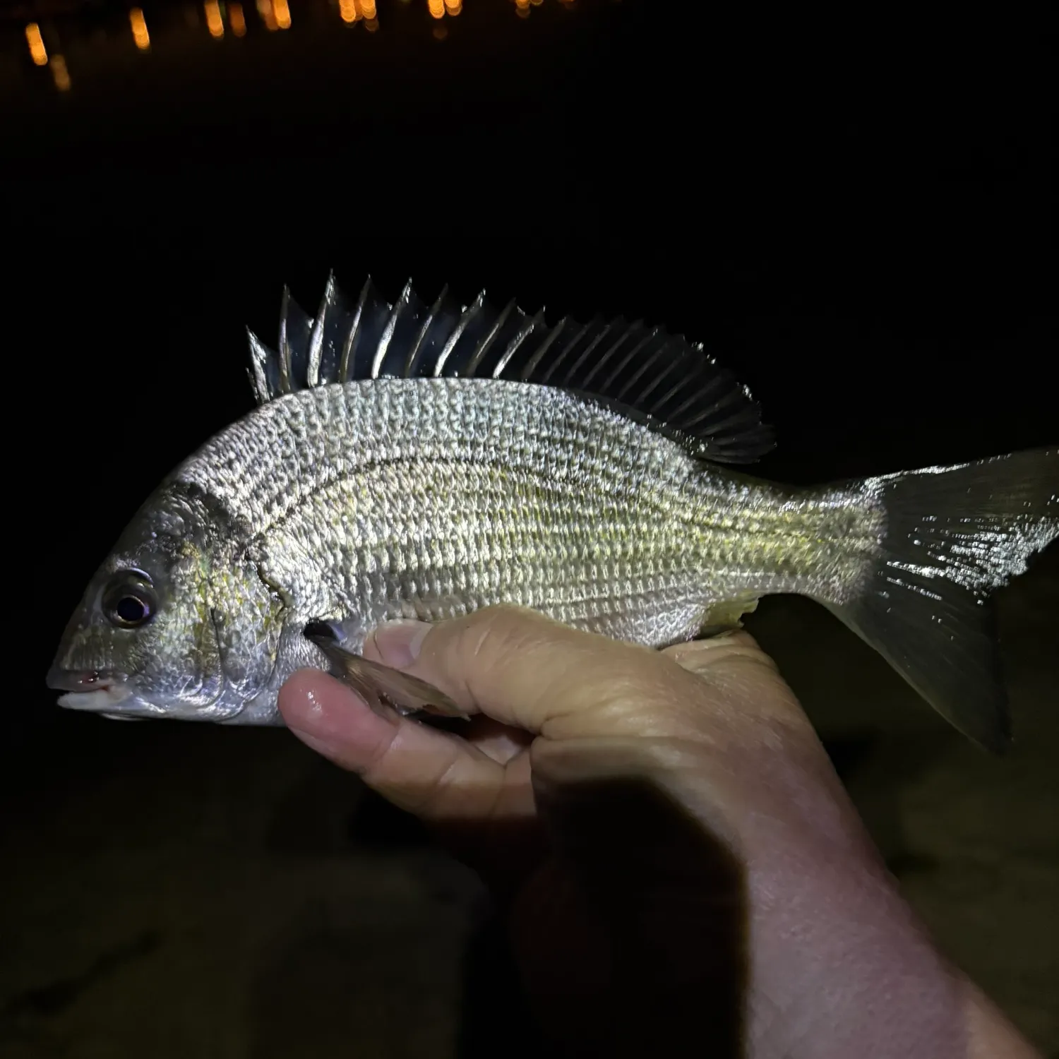 ᐅ Swan River fishing reports🎣• Western Australia, Australia fishing