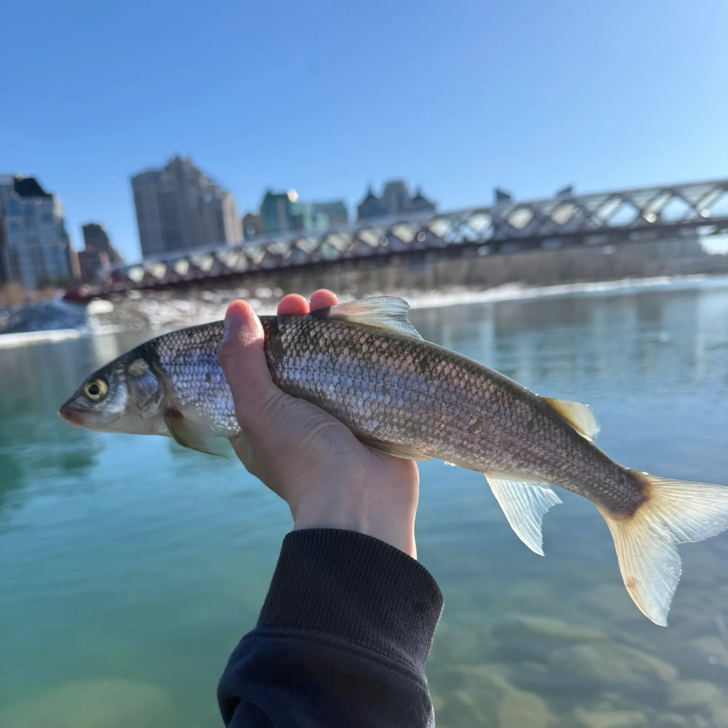ᐅ Elbow River fishing reports🎣• Alberta, Canada fishing