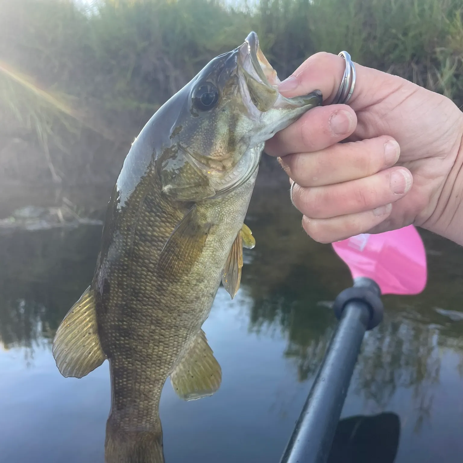 ᐅ North Branch Saranac River fishing reports🎣• Malone, NY (United ...