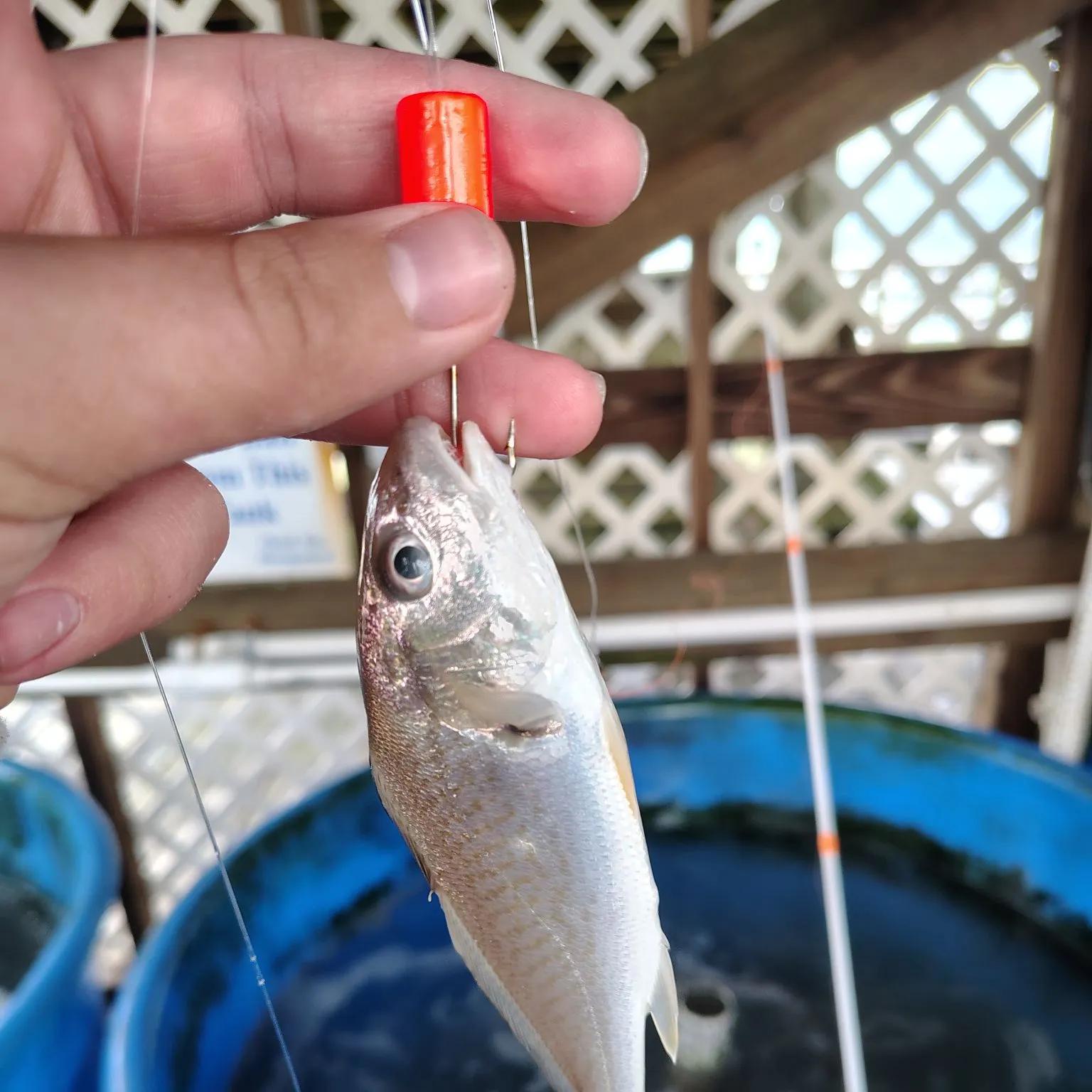 ᐅ Cherry Grove Pier fishing reports🎣• North Myrtle Beach, SC (United ...