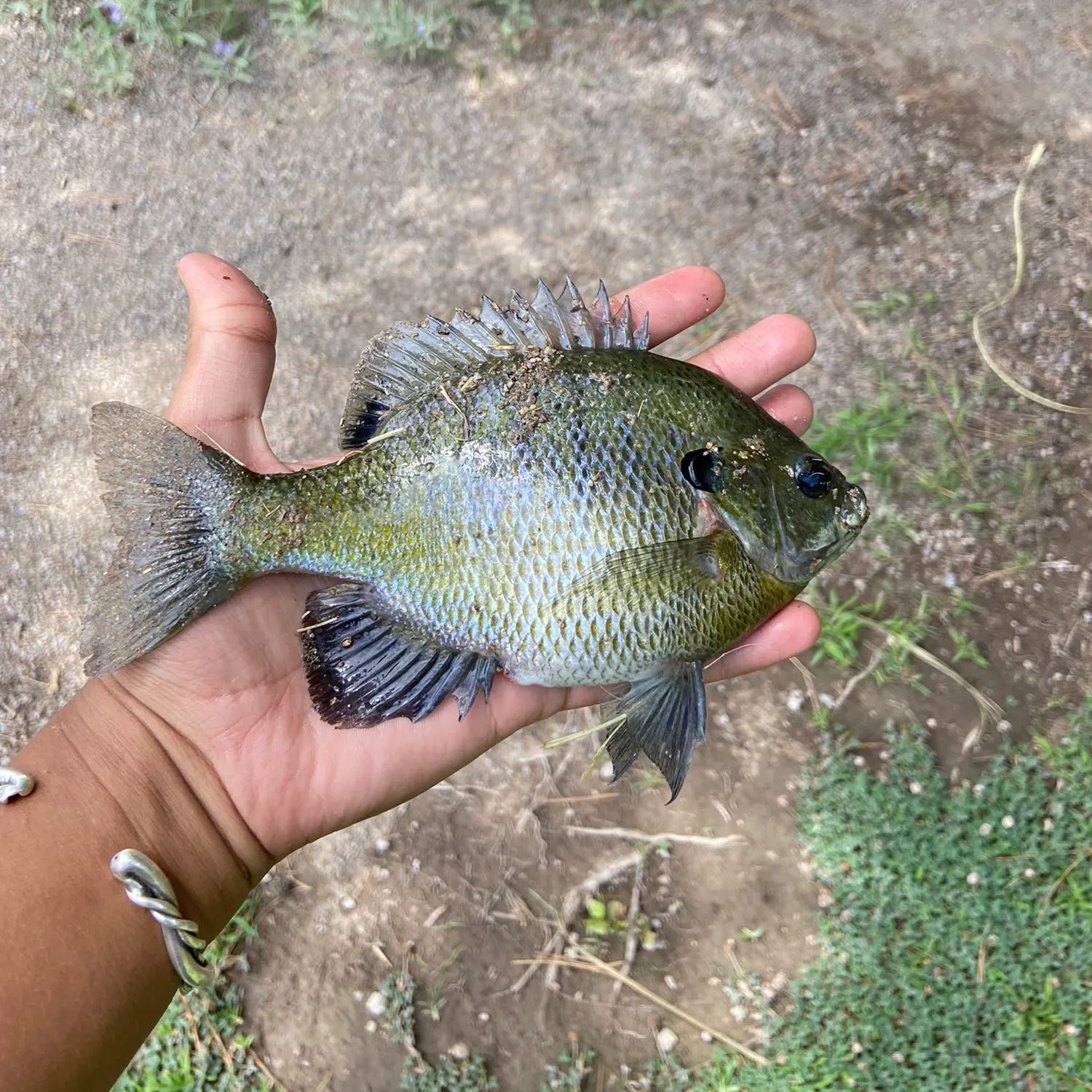 Fishing in Albuquerque, NM (United States) ️️️️ Find Spots, Species & Tips