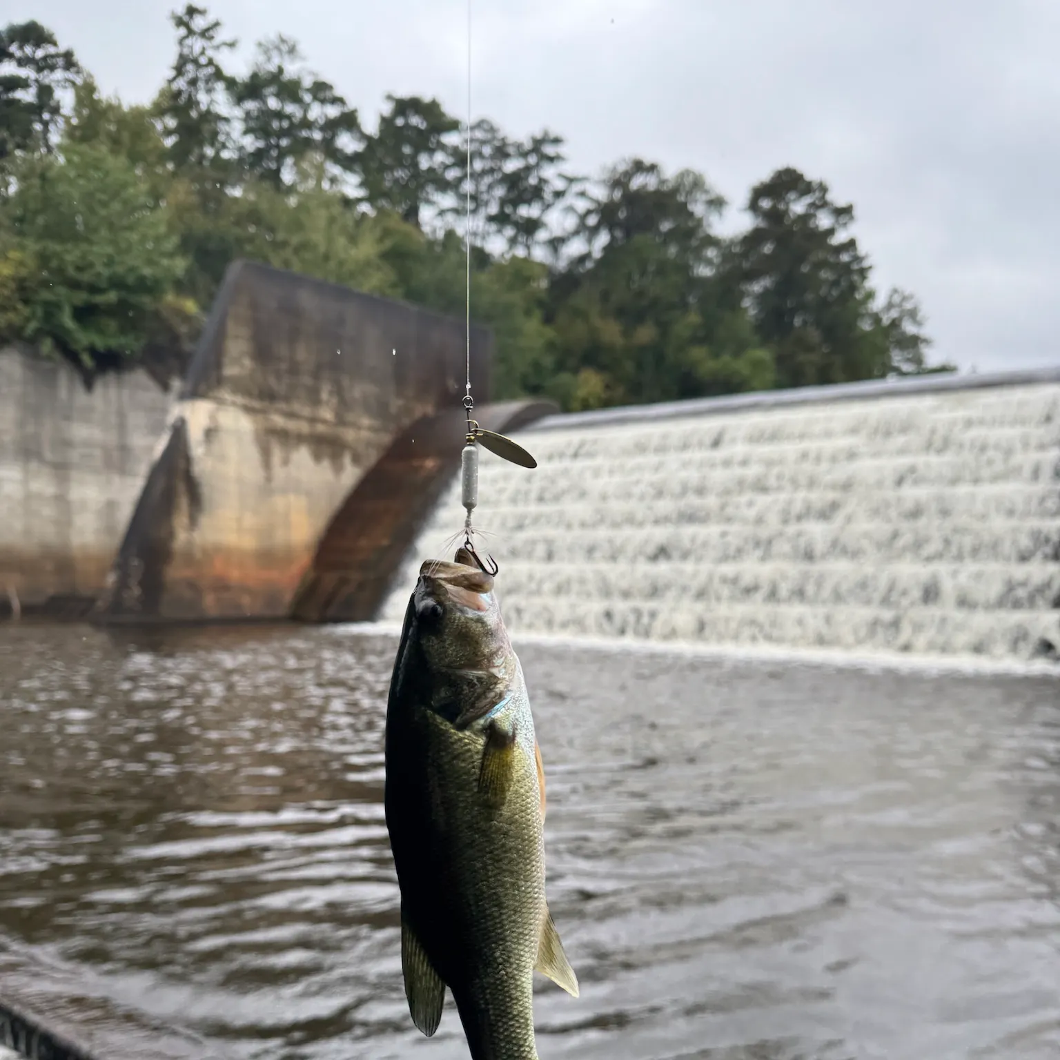 Fishing in Raleigh, NC (United States) ️️️️ Find Spots, Species & Tips
