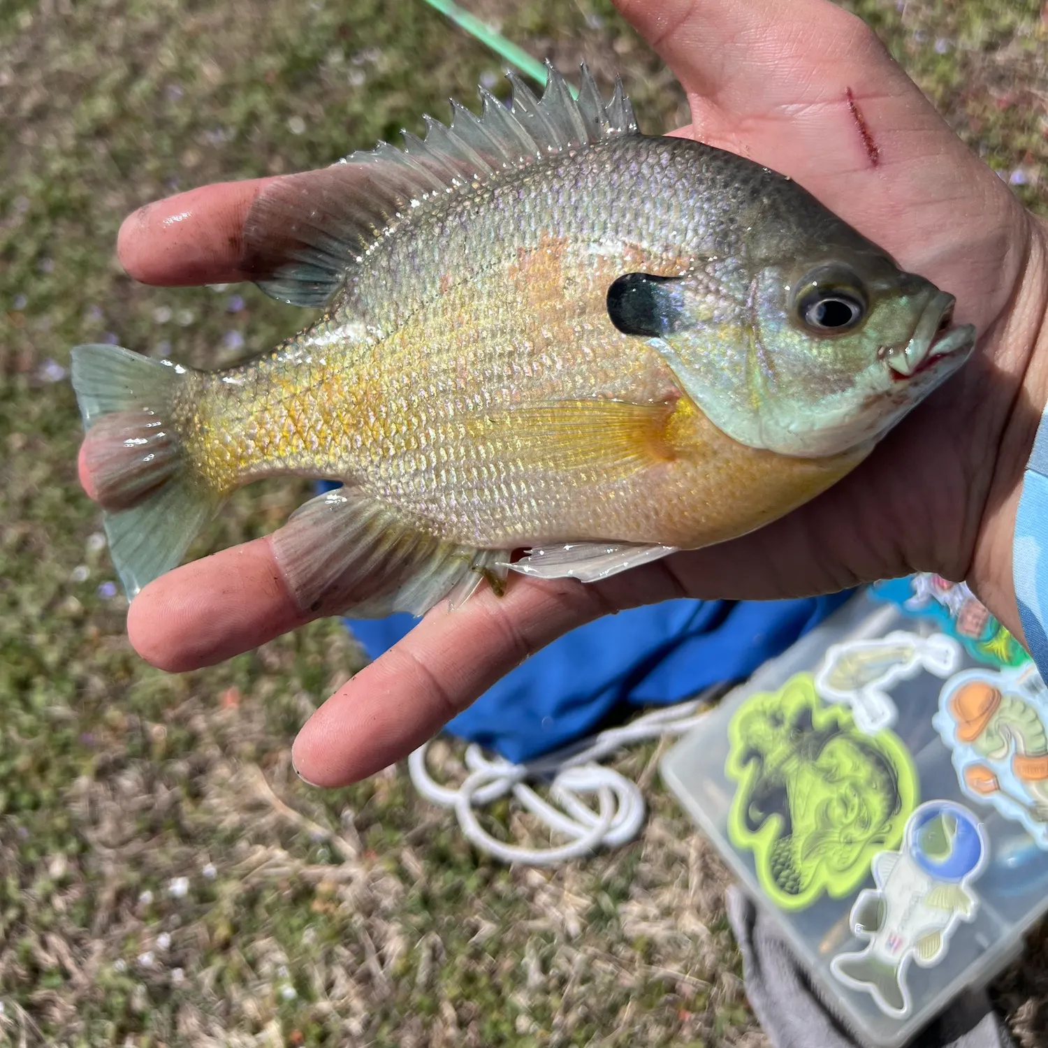 Fishing in Tulsa, OK (United States) ️️️️ Find Spots, Species & Tips