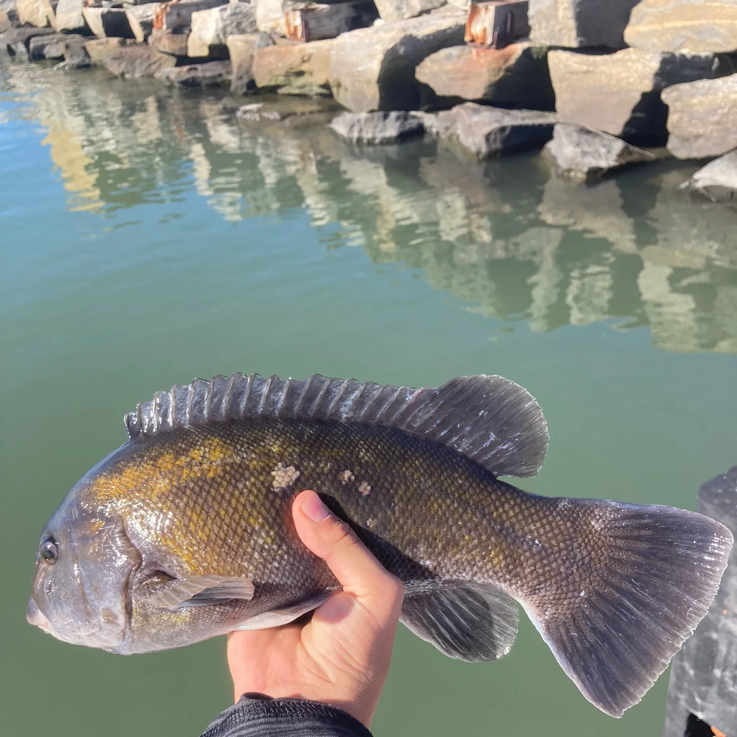 ᐅ Cape Henlopen State Park fishing reports🎣• Lewes, DE (United States ...