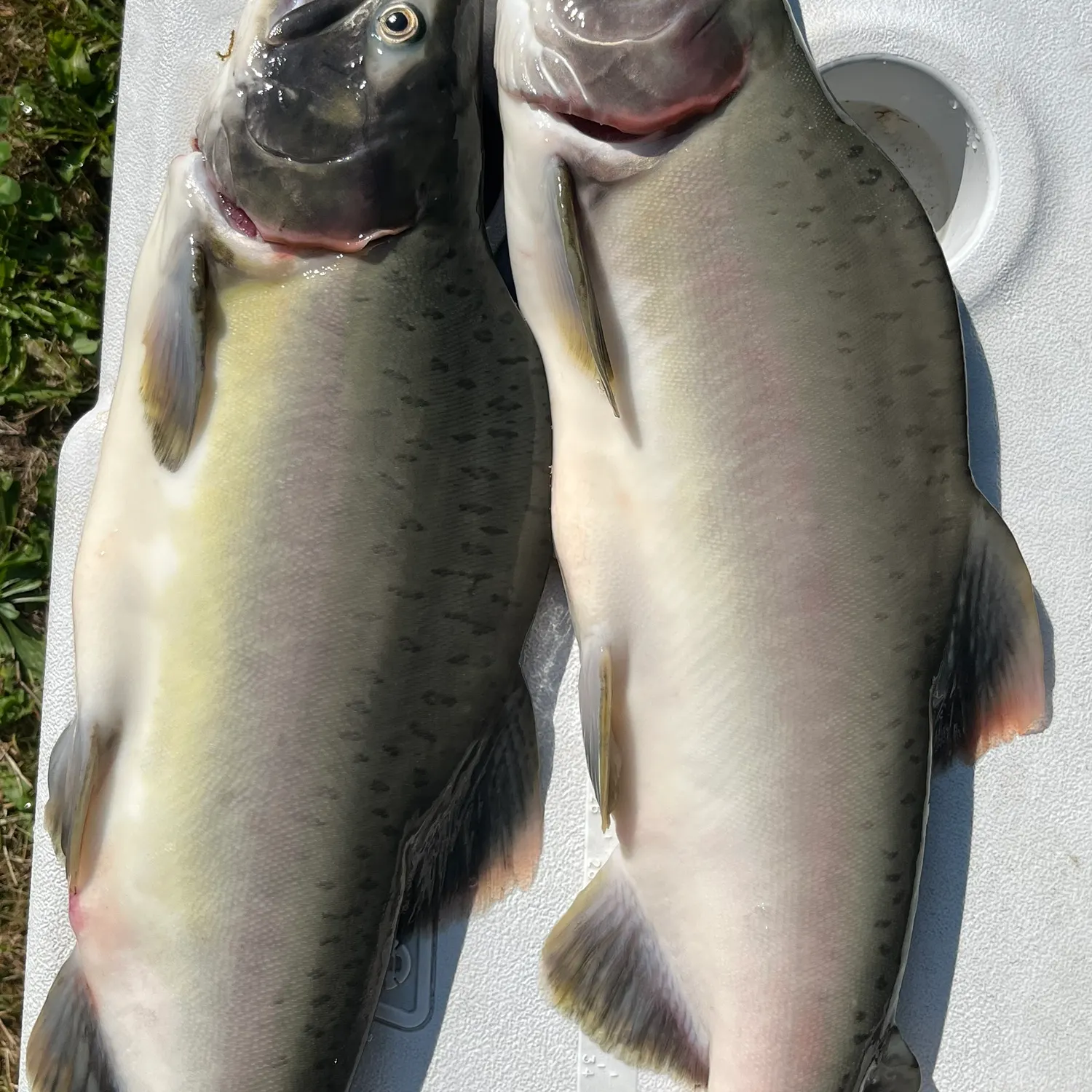 ᐅ Nooksack River fishing reports🎣• Lynden, WA (United States) fishing
