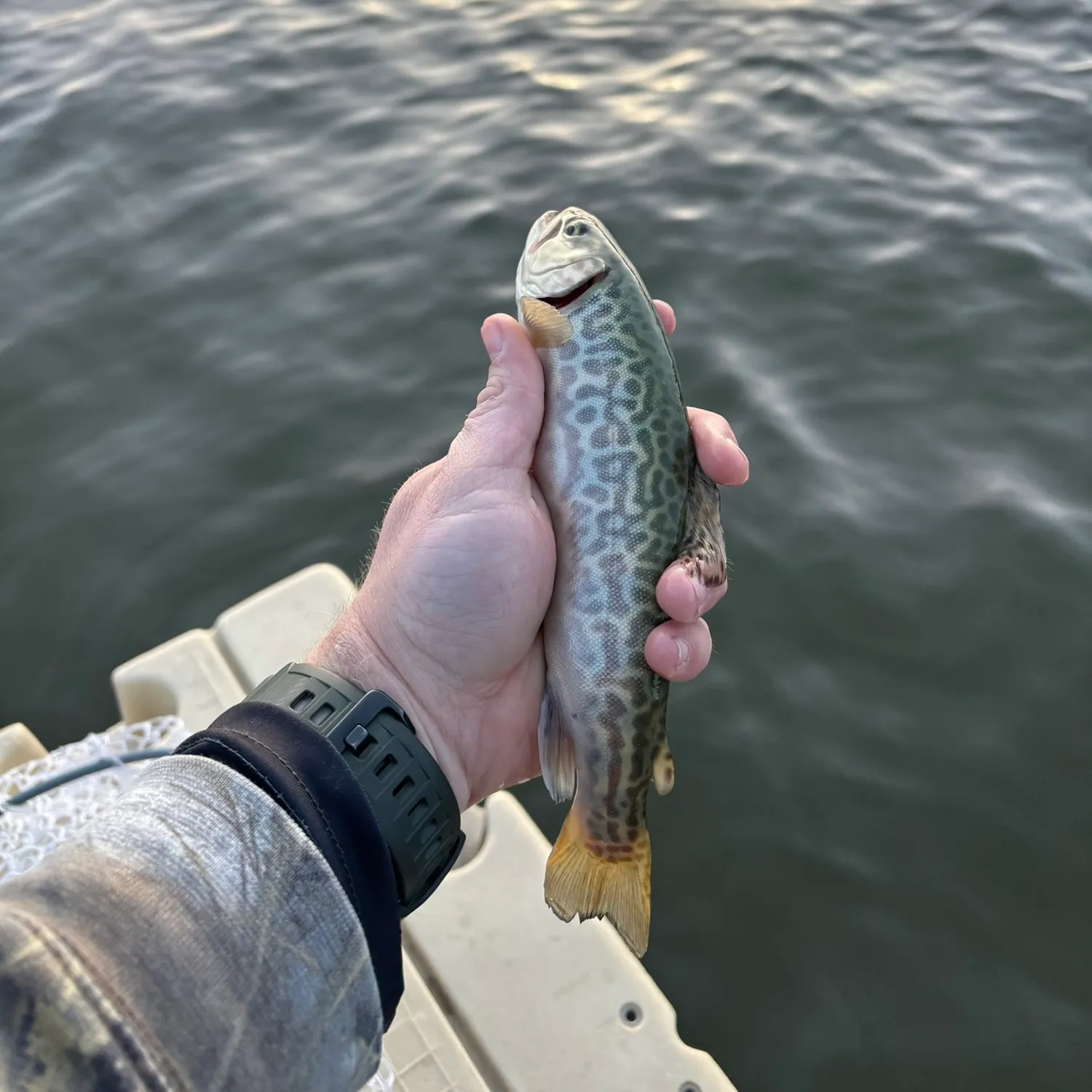 ᐅ Ririe Reservoir fishing reports🎣• Ammon, ID (United States) fishing
