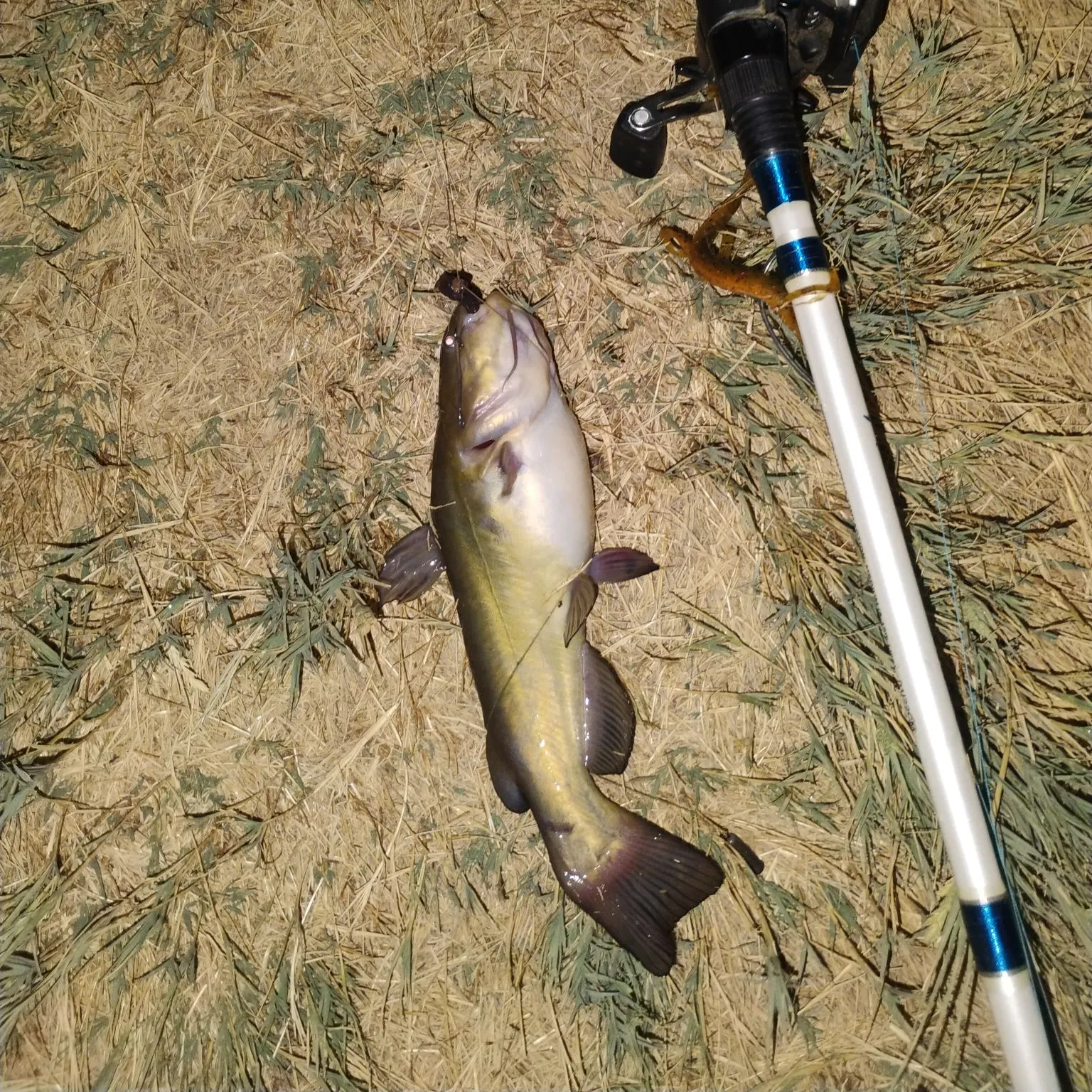 Fishing in Grand Junction, CO (United States) ️️️️ Find Spots, Species ...