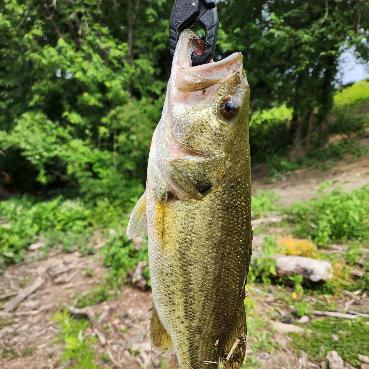 Fishing in Raleigh, NC (United States) ️️️️ Find Spots, Species & Tips