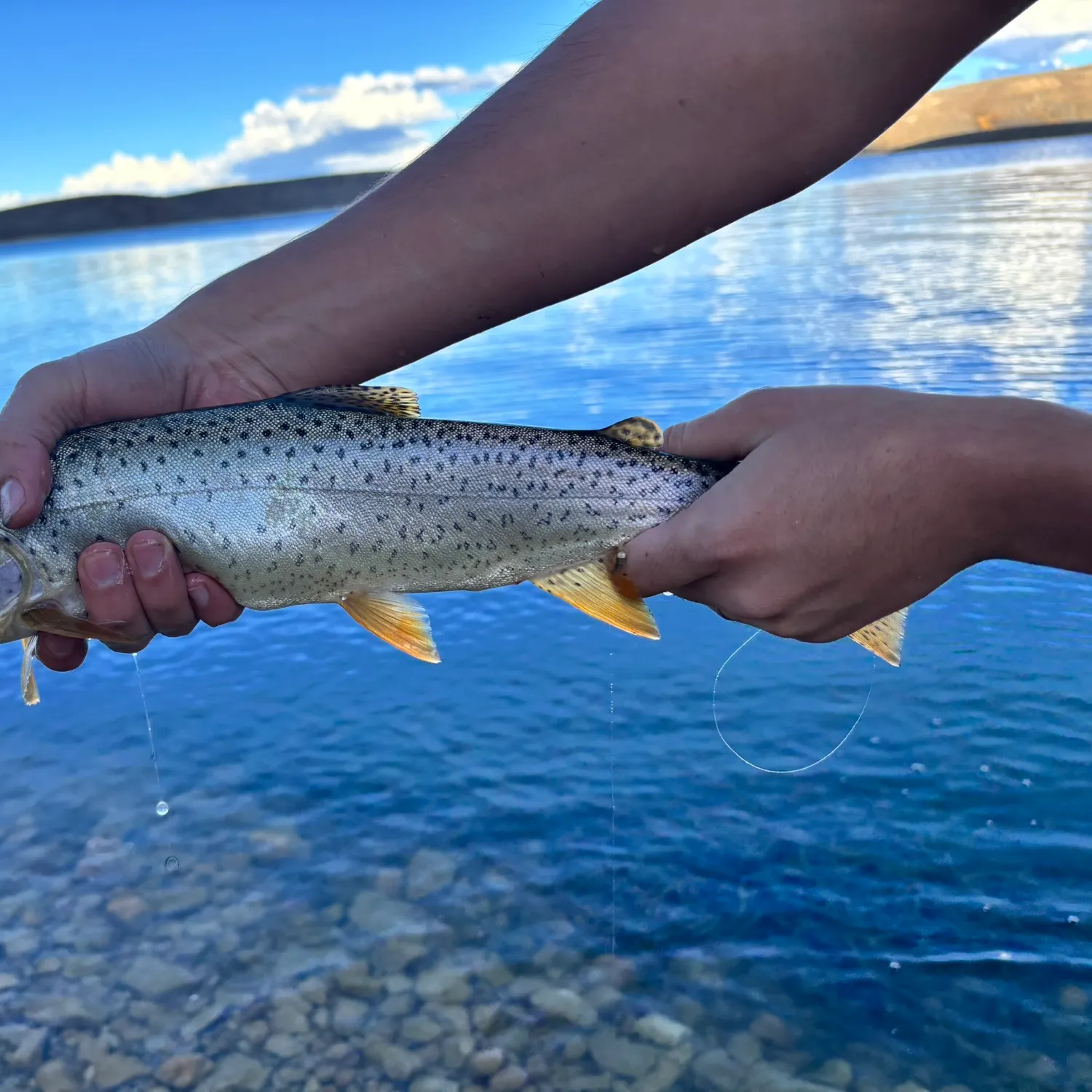 ᐅ Strawberry Reservoir fishing reports🎣• Springville, UT (United States ...