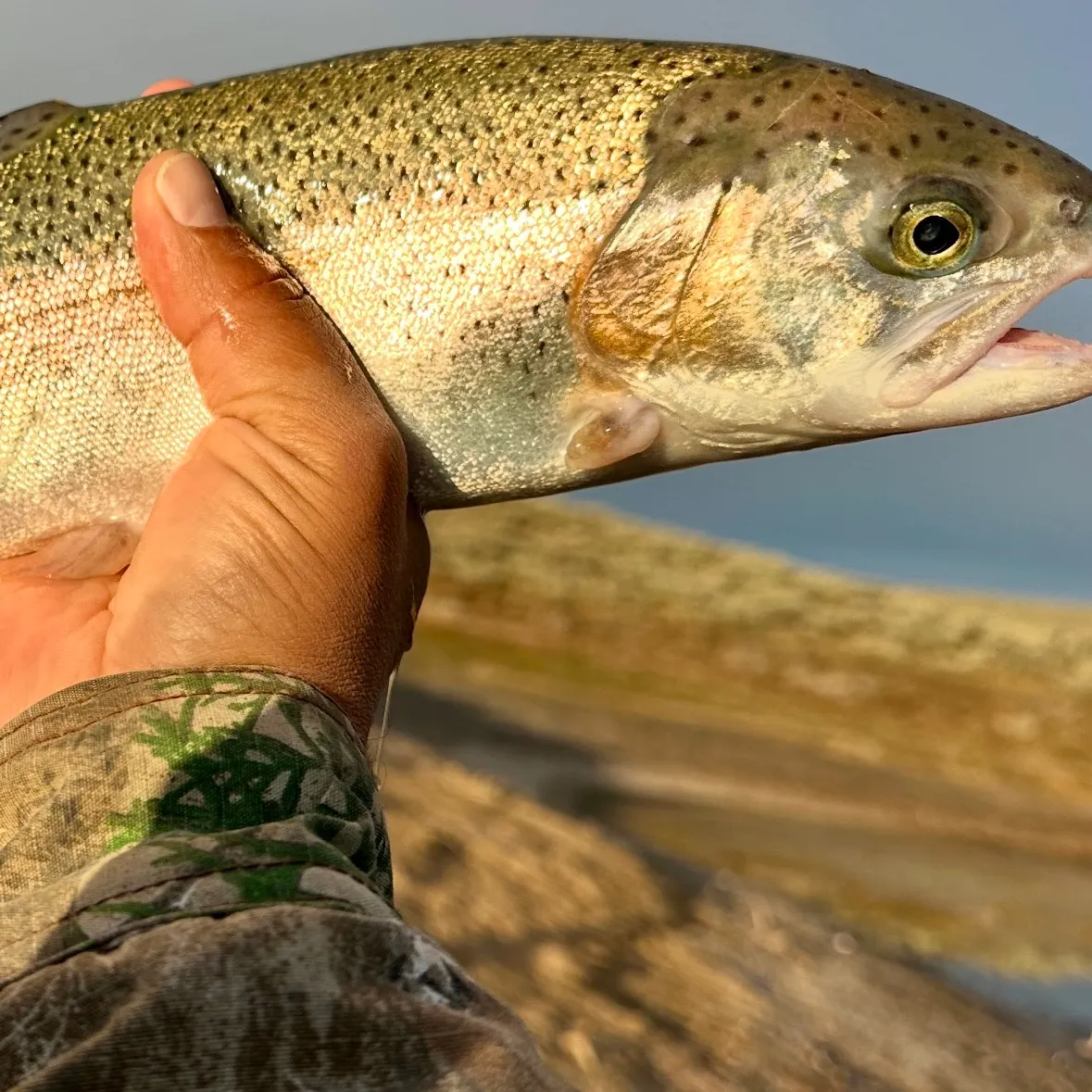 ᐅ Strawberry Reservoir fishing reports🎣• Springville, UT (United States ...