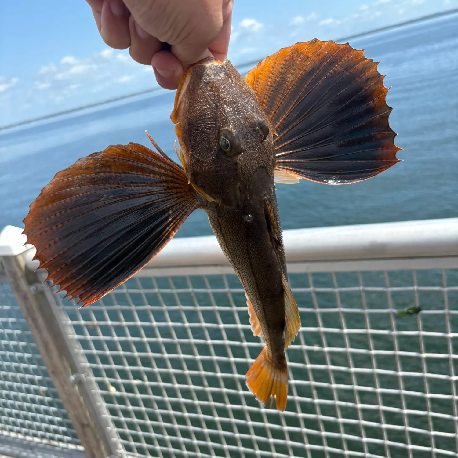 ᐅ Narragansett Bay fishing reports🎣• Bristol, RI (United States) fishing